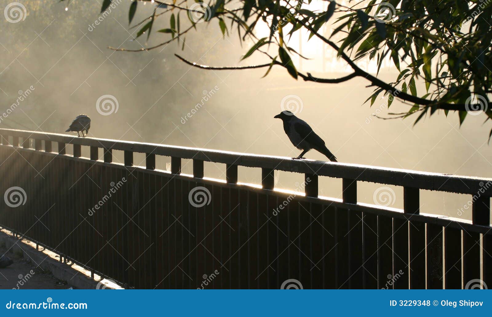 Crow stock photo. Image of beauty, illuminated, crow, animal - 3229348