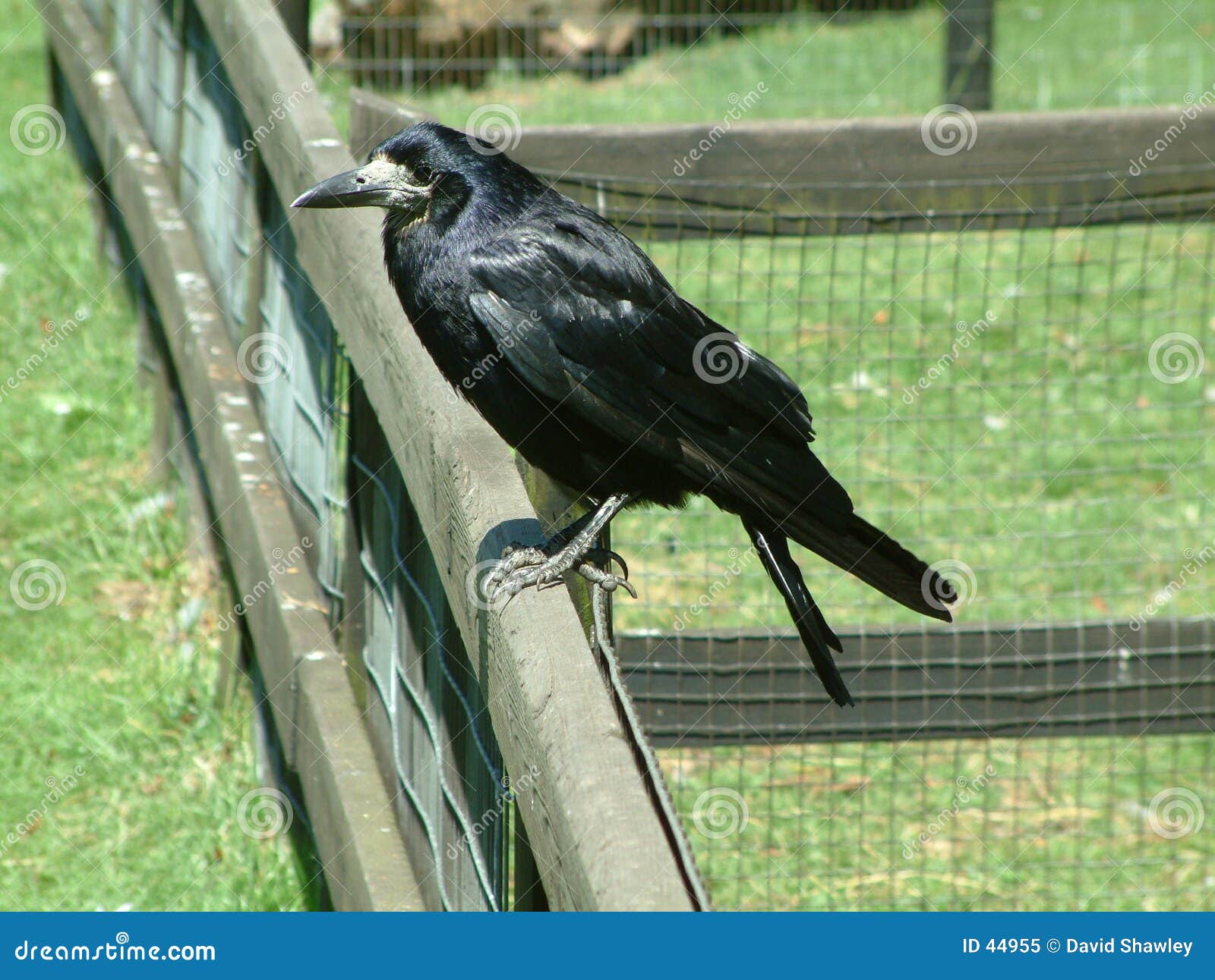 Crow stock image. Image of bird, rural, feathered, flight - 44955
