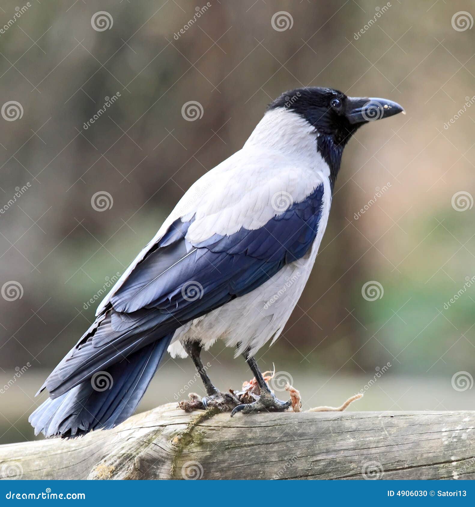 Crow stock photo. Image of nature, dark, crow, bird, spooky - 4906030