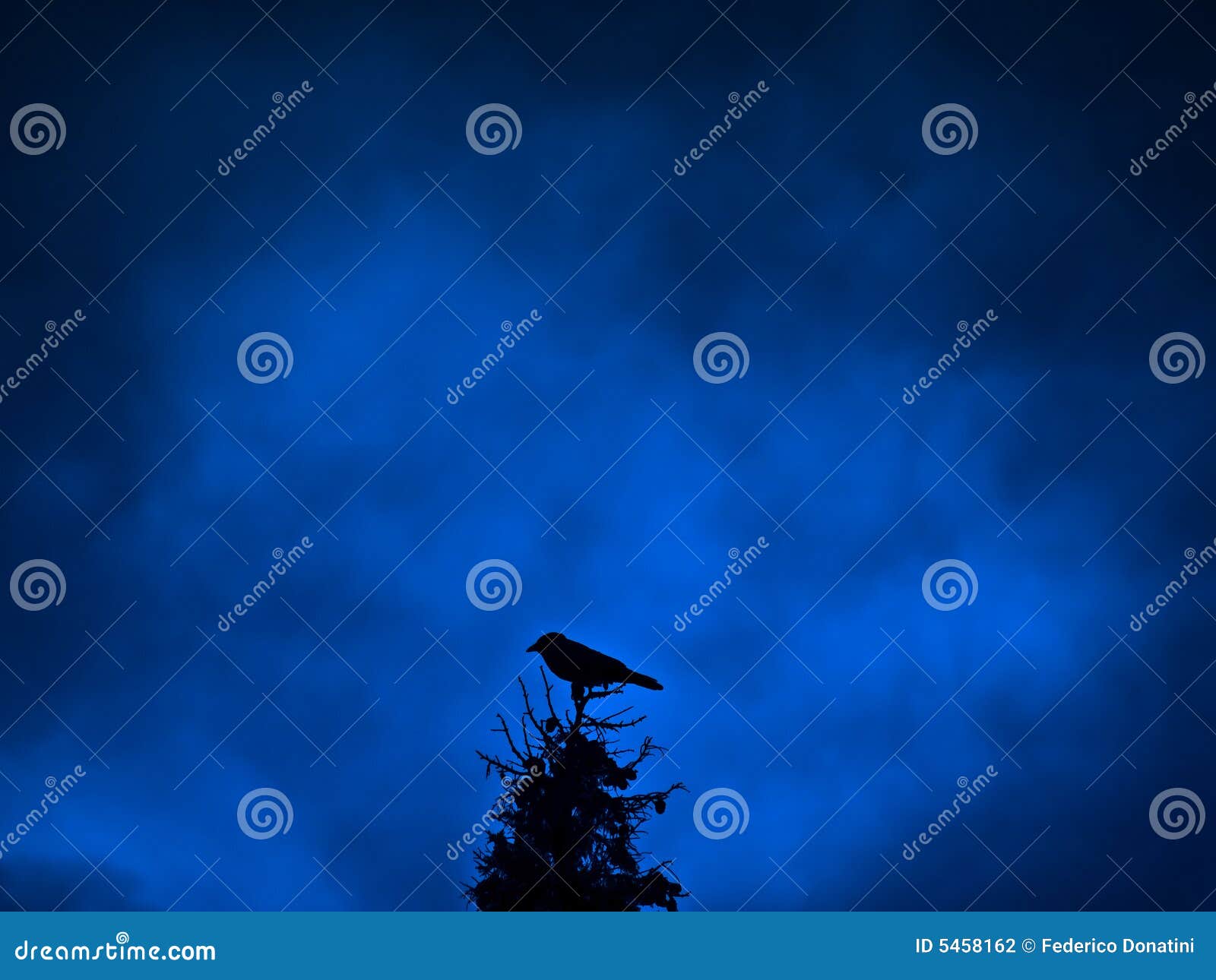 The crow stock photo. Image of foggy, good, blue, alone - 5458162
