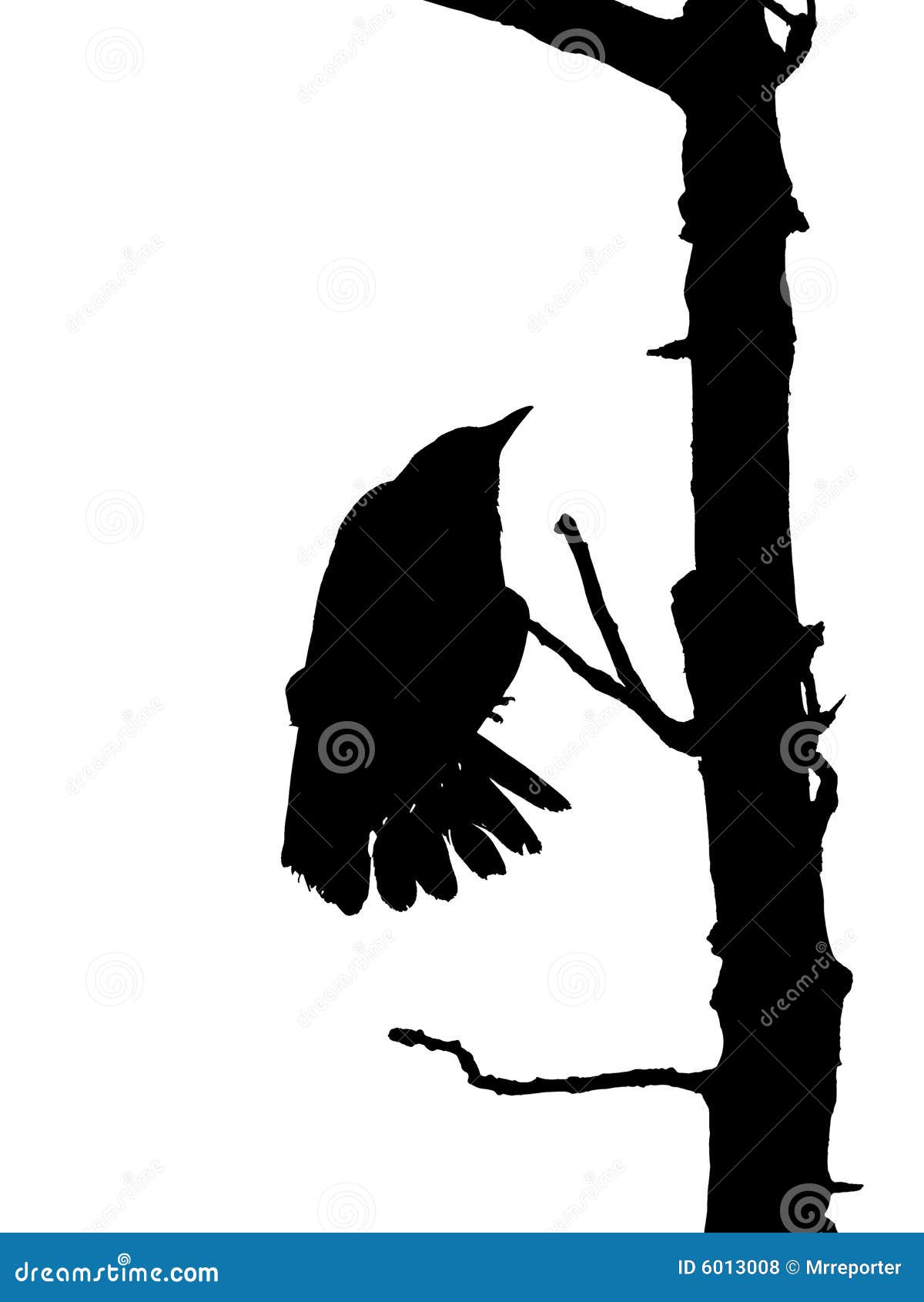The Crow stock photo. Image of shape, ornithology, animal - 6013008