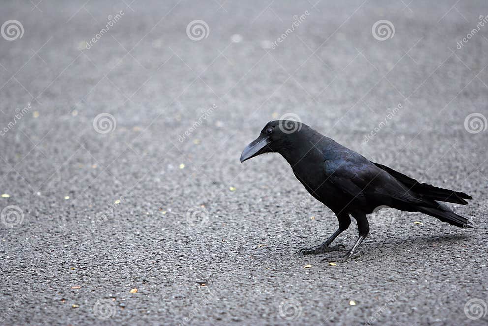 The crow stock photo. Image of sign, superstition, clipboard - 662126