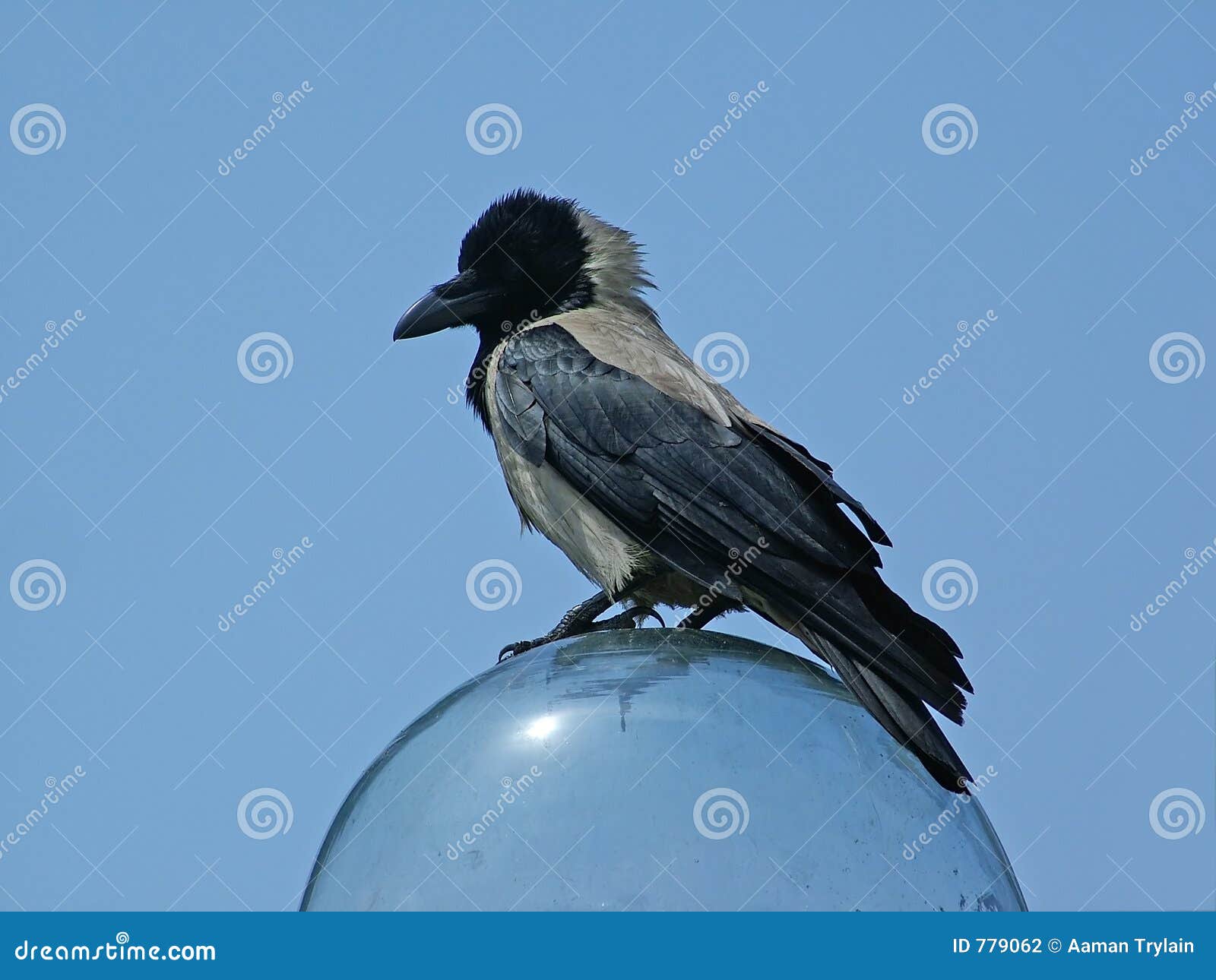 Crow Picture. Image: 779062