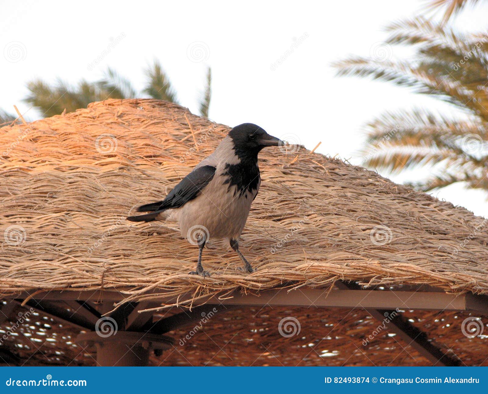 Crow stock photo. Image of resort, crow, egypt, hurghada - 82493874