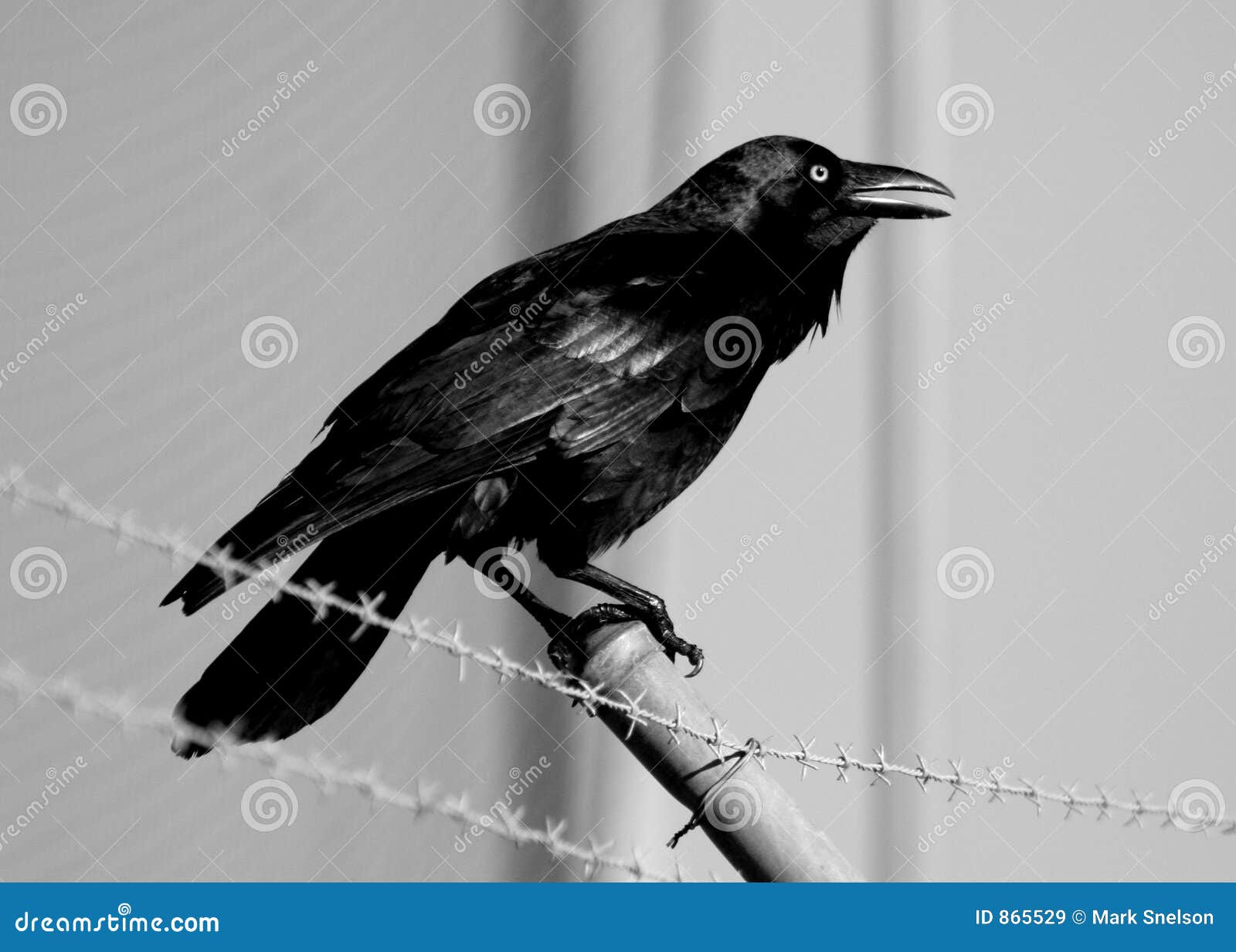 Crow stock image. Image of barbed, wildlife, crow, black - 865529