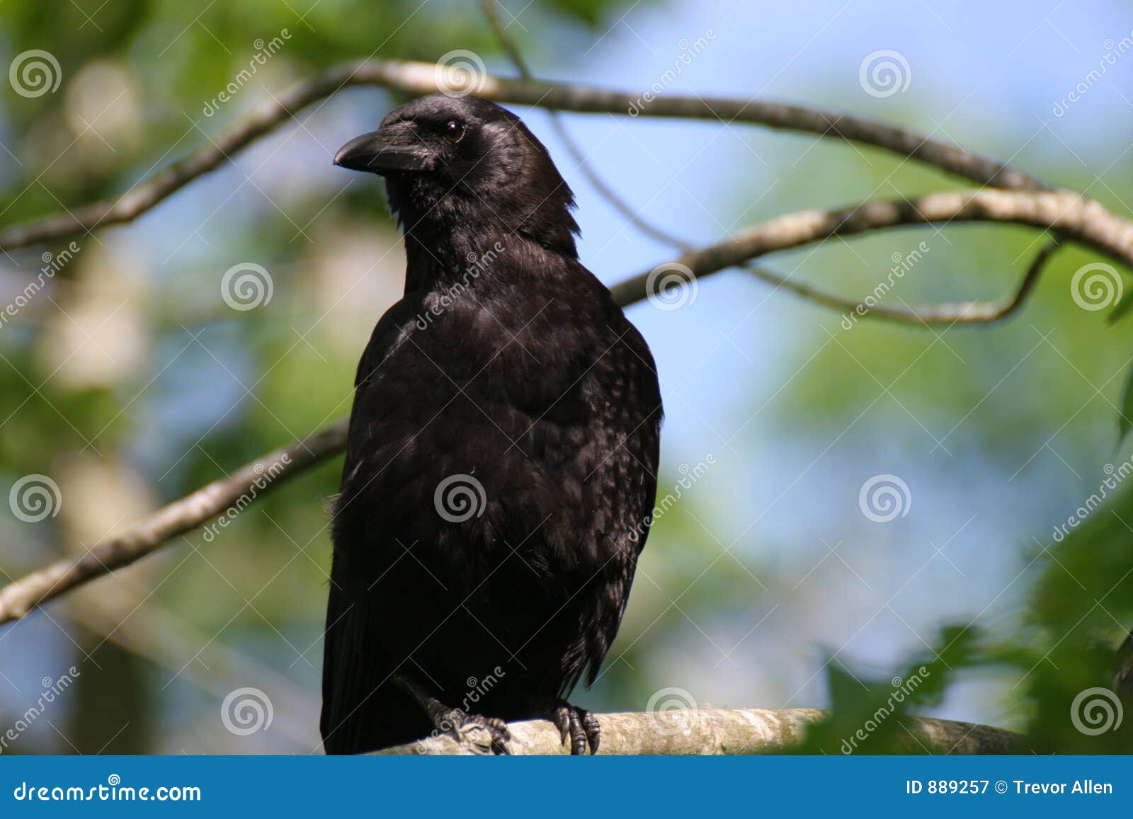 Crow stock image. Image of eyes, nature, feathers, perch - 889257