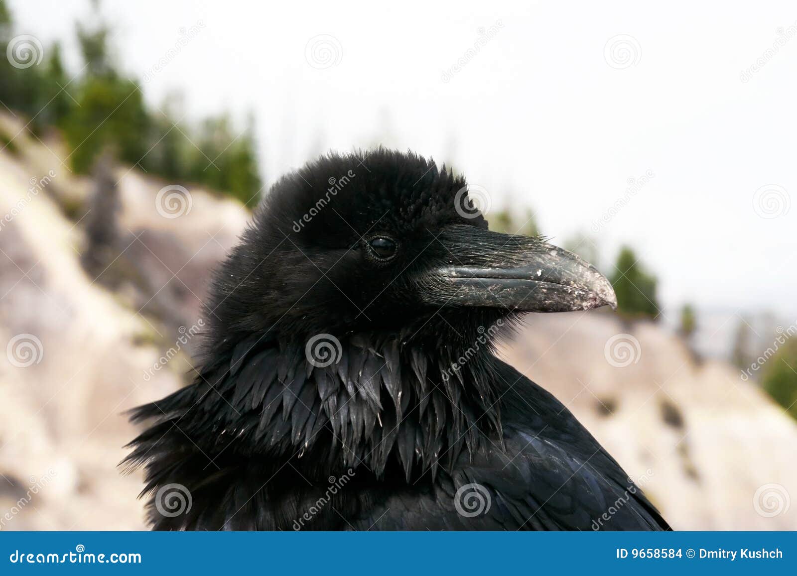 Crow stock photo. Image of america, feathers, cliff, horizontal - 9658584