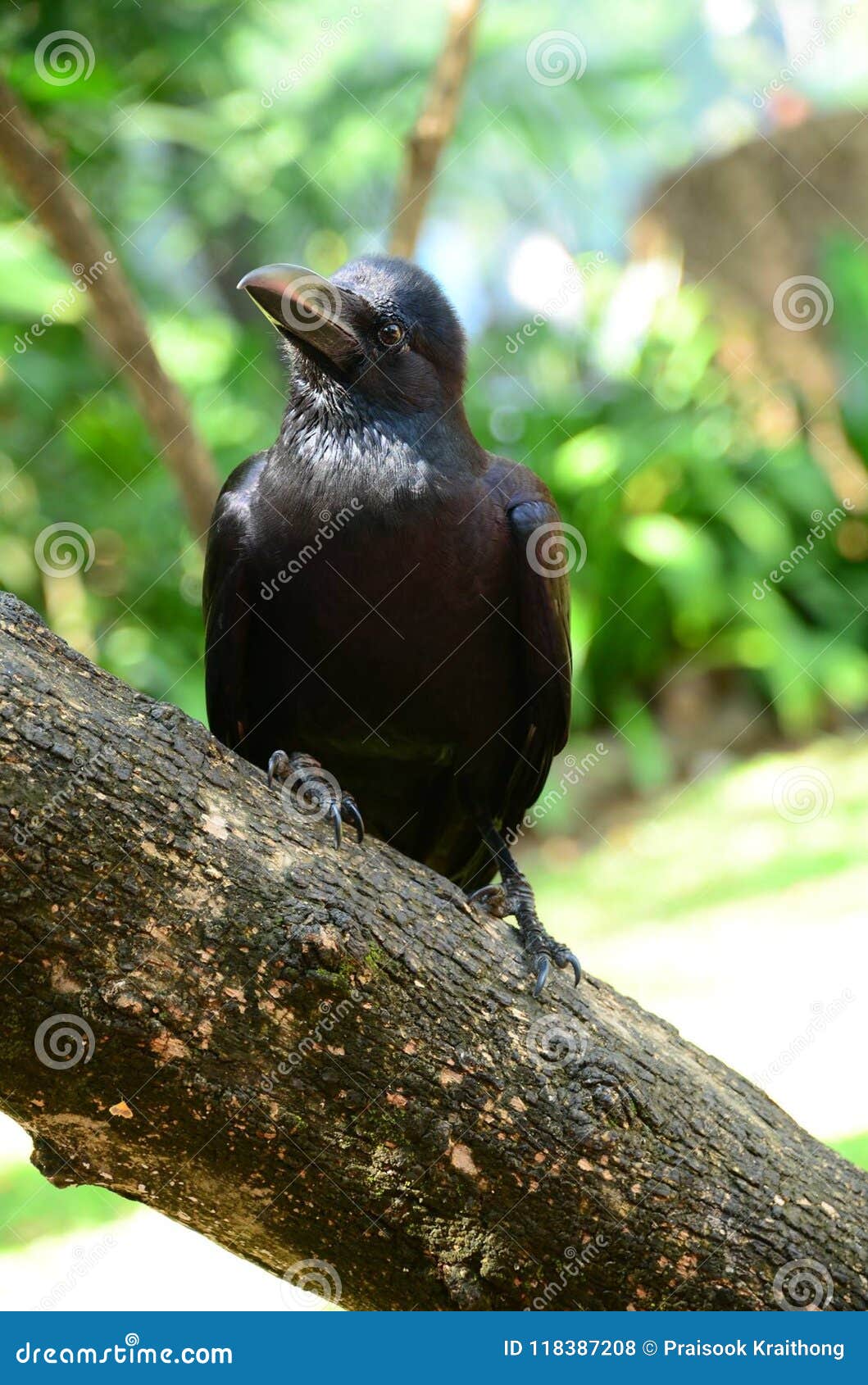 Crow alone stock photo. Image of crow, back, bird, alone - 118387208