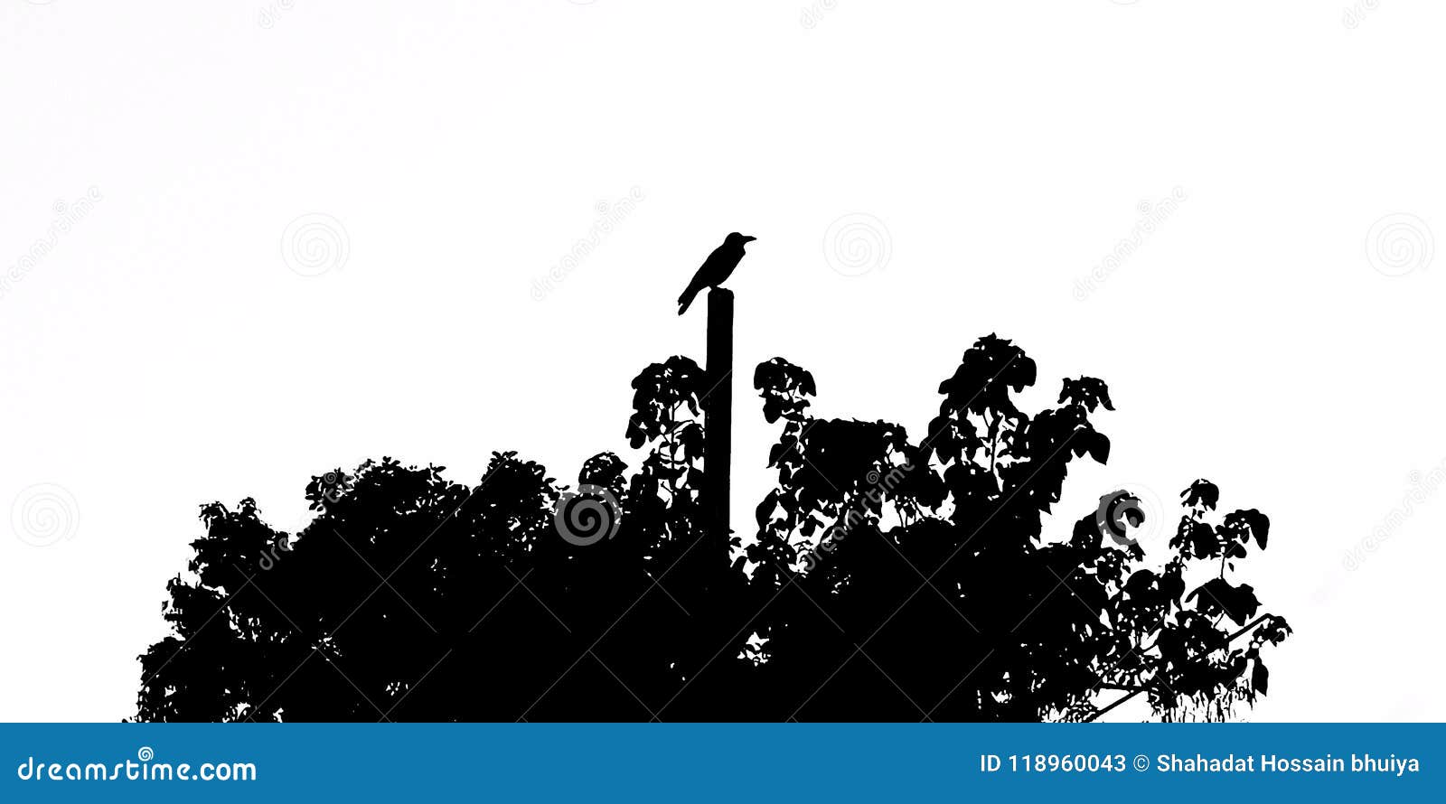 Crow stock image. Image of single, alone, blackwhite - 118960043