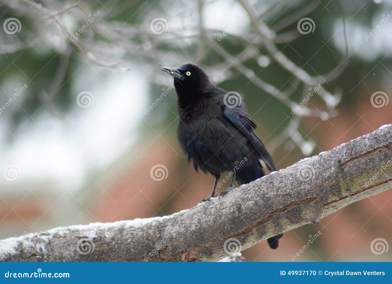 Crow stock photo. Image of american, jackdaw, branch - 49937170
