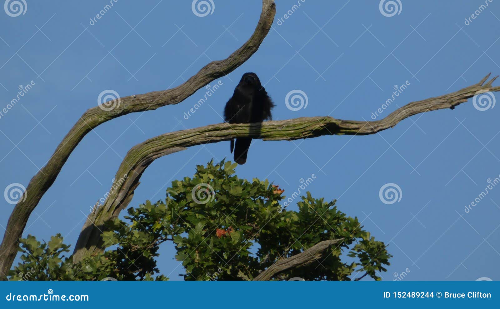 Crow Asleep in the Sun in England Stock Photo - Image of england ...