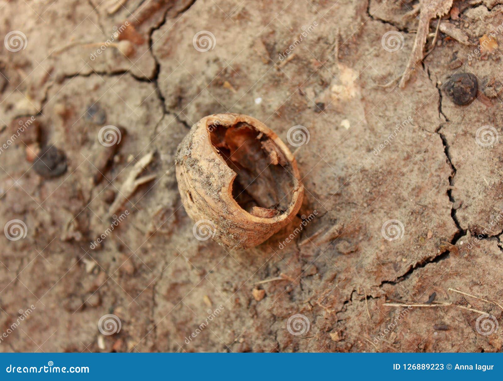 The crow ate the nut stock image. Image of smart, peck - 126889223