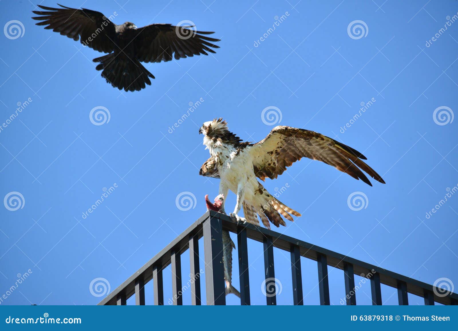 Crow attacks osprey stock photo. Image of osprey, crow - 63879318