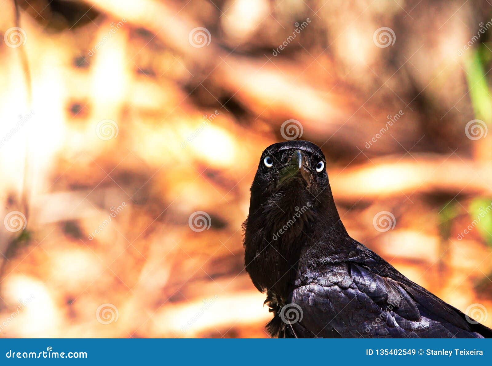 Crow stock image. Image of australian, crow, bird, nature - 135402549