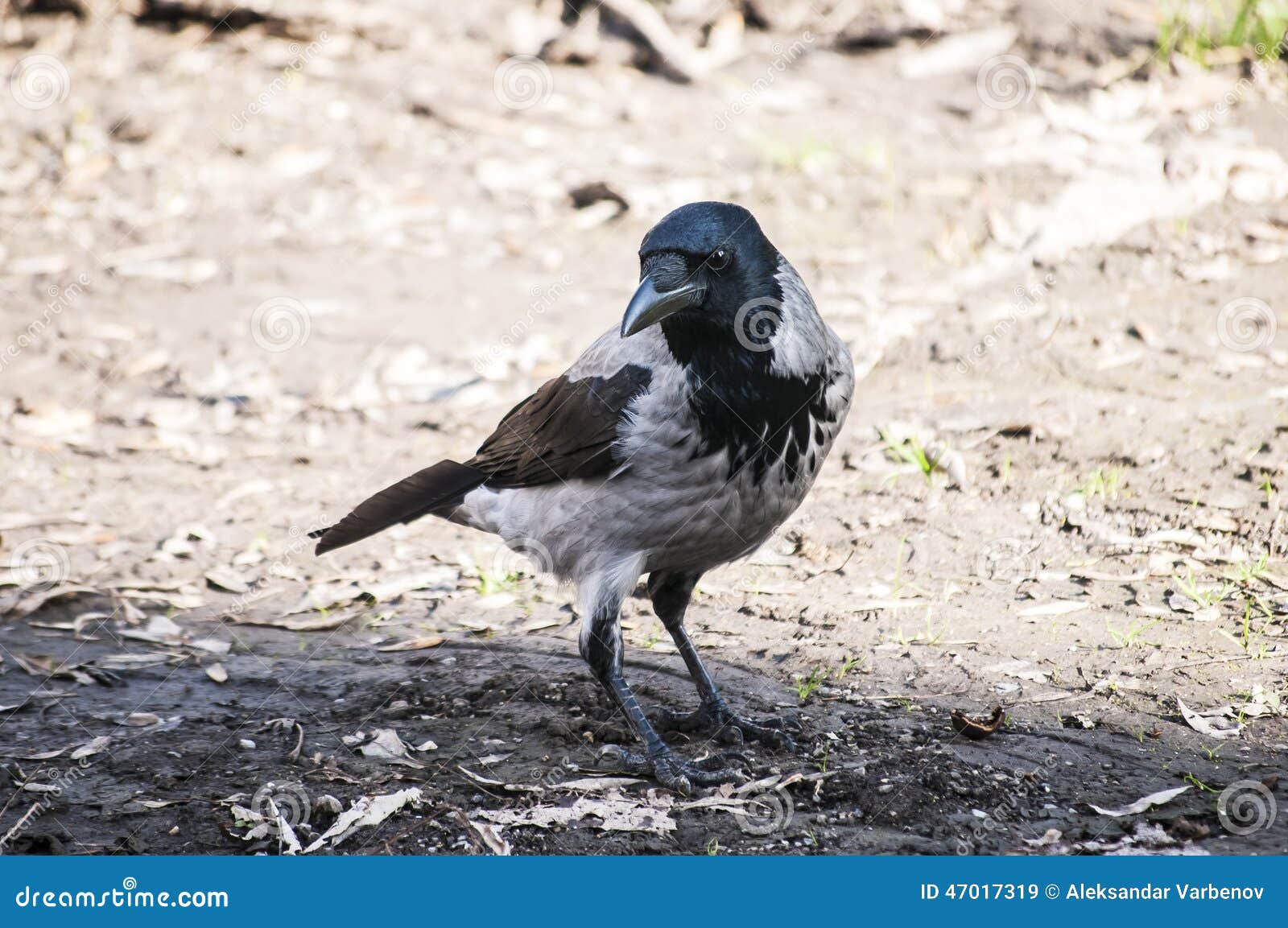 Crow on autumn ground stock image. Image of fall, wildlife - 47017319