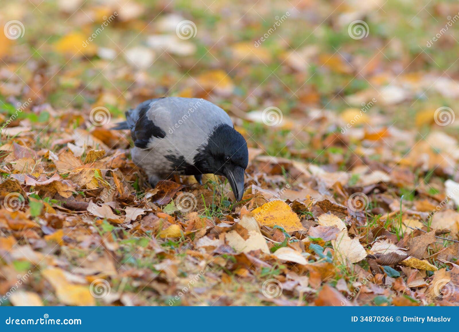 Crow among the Autumn Leaves Stock Photo - Image of black, tranquil ...