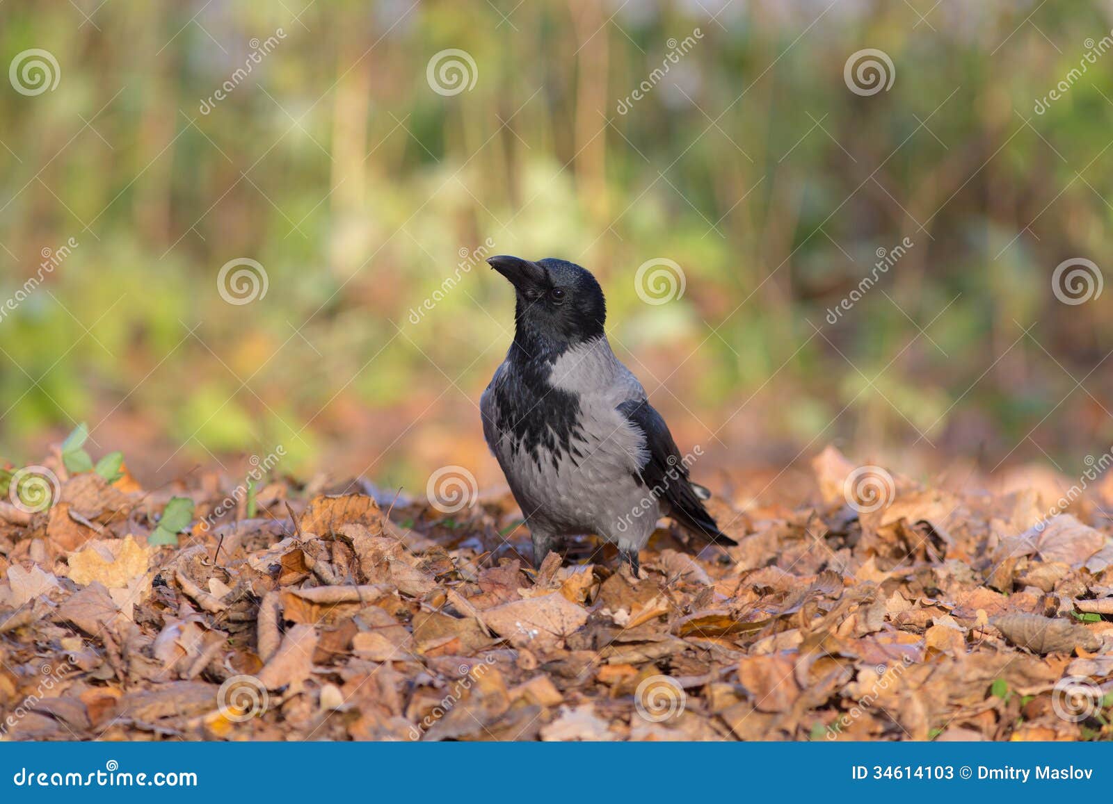 Crow on the autumn leaves stock image. Image of crow - 34614103