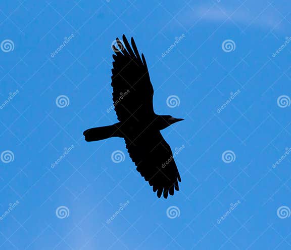 Crow on a Background of Blue Sky Stock Photo - Image of bird, animal ...