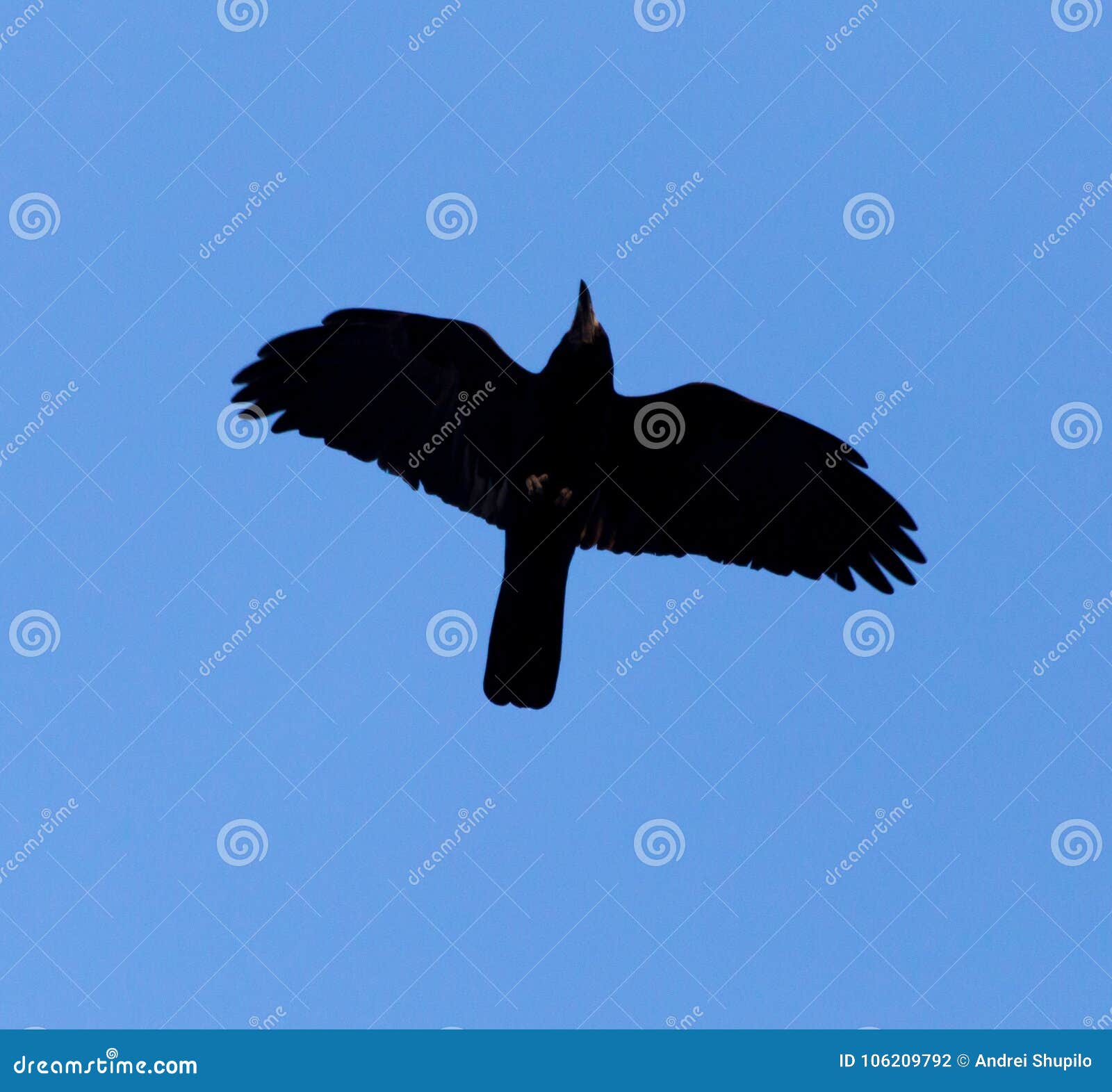 Crow on a Background of Blue Sky Stock Photo - Image of background ...
