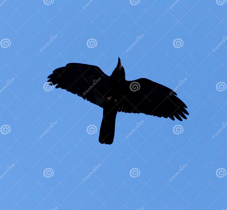 Crow on a Background of Blue Sky Stock Photo - Image of background ...