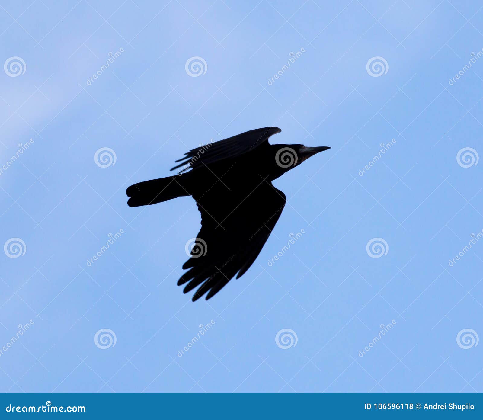 Crow on a Background of Blue Sky Stock Photo - Image of black ...