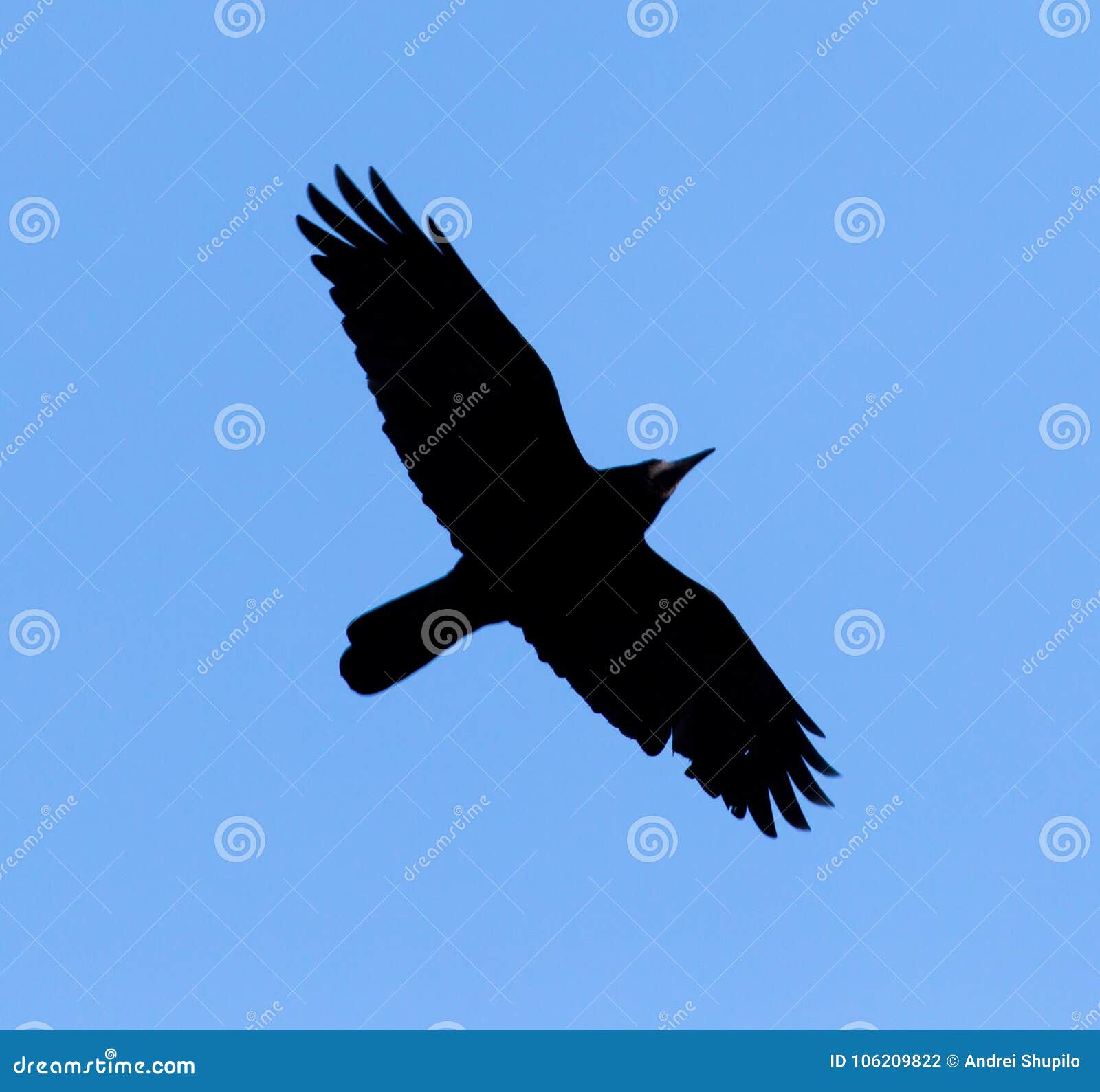 Crow on a Background of Blue Sky Stock Photo - Image of black ...