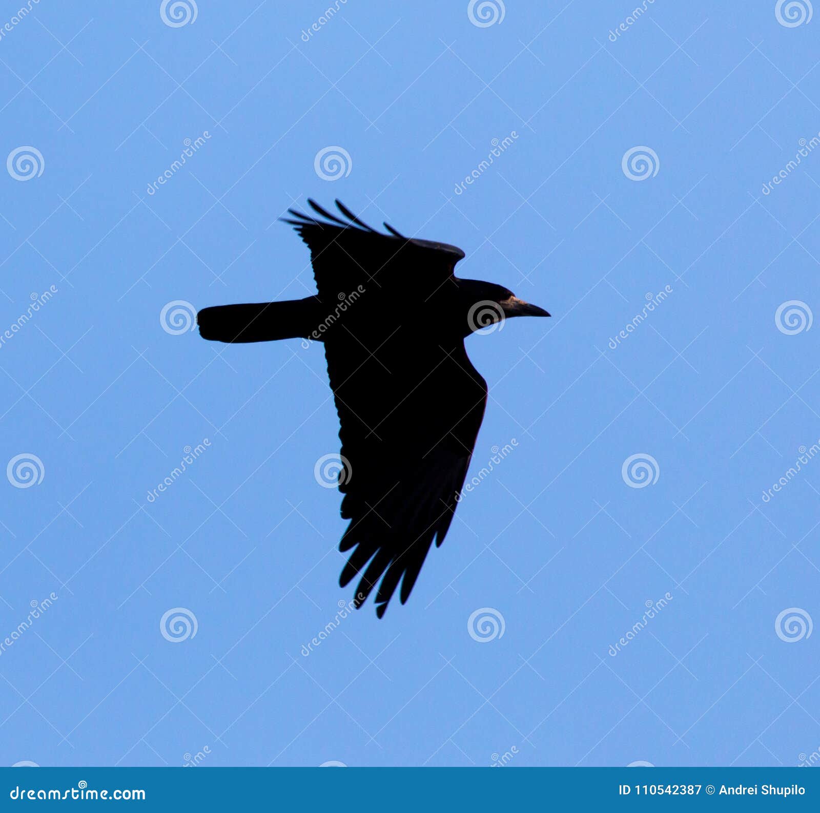 Crow on a Background of Blue Sky Stock Image - Image of hooded ...