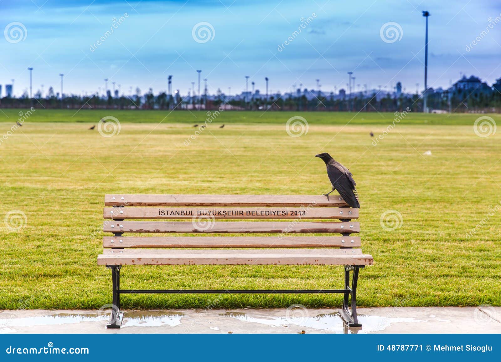 The crow at the bank editorial photo. Image of green - 48787771