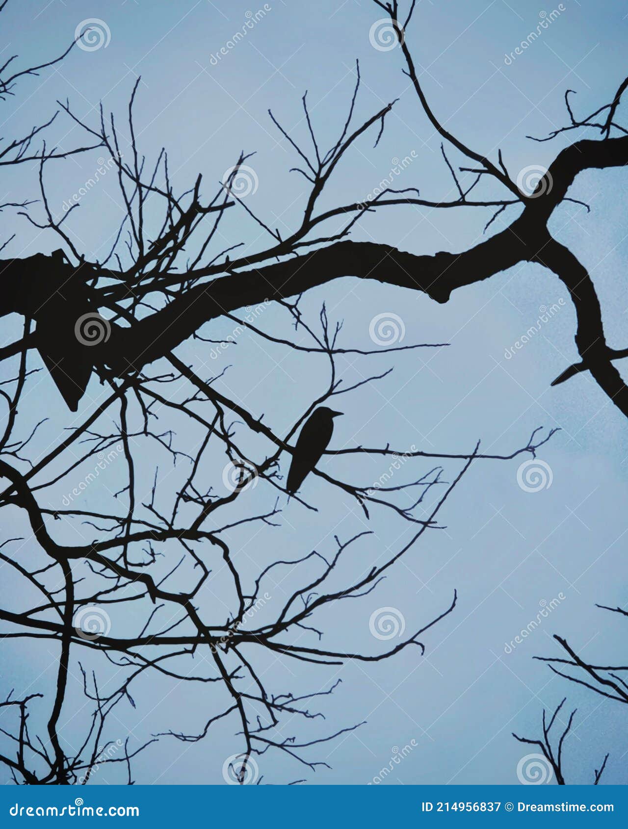 Crow on a Bare Tree,Crow Sitting on a Tree,Crows and Tree High ...