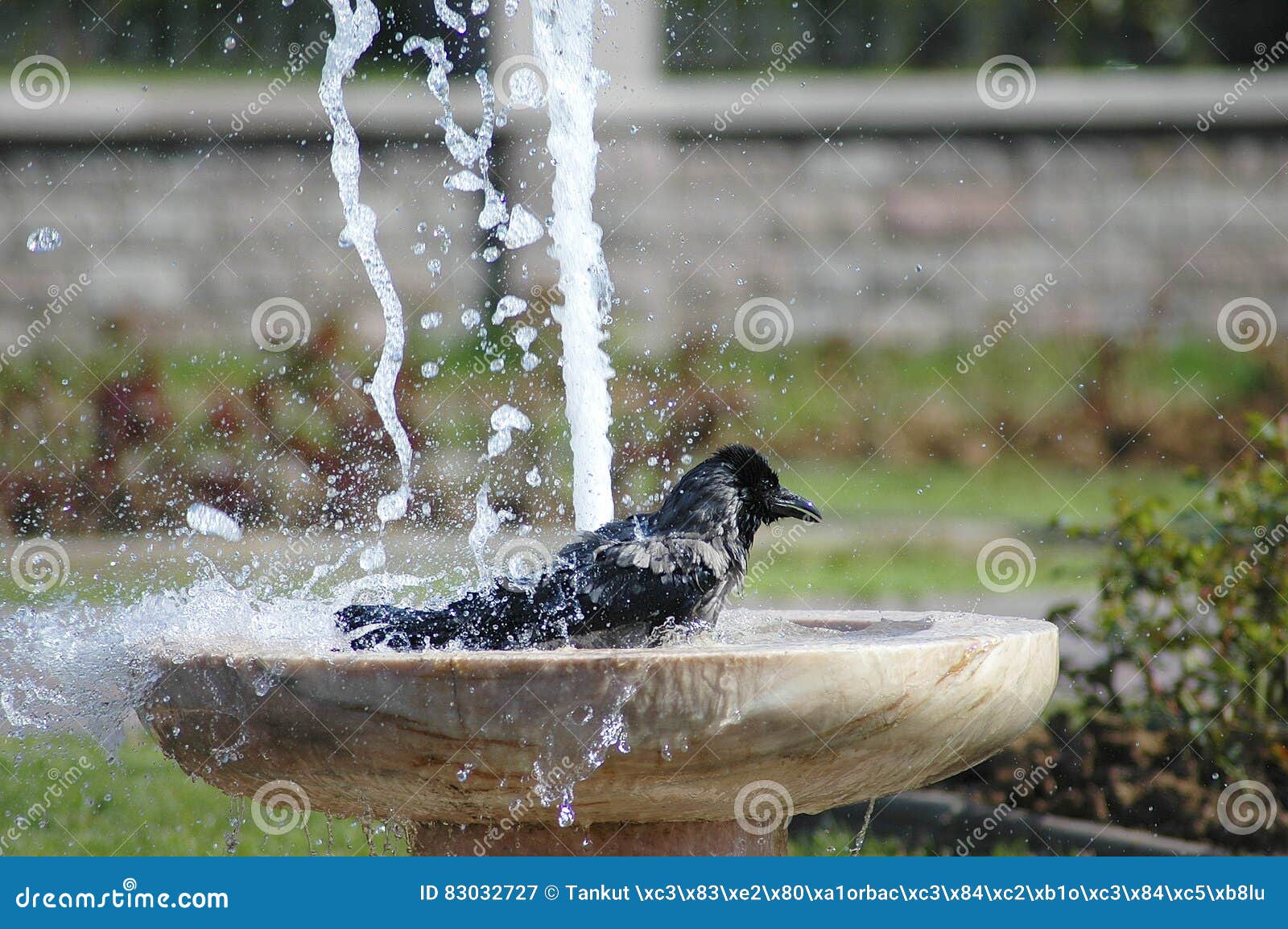 Crow Bath stock image. Image of crow, pleasure, asia - 83032727