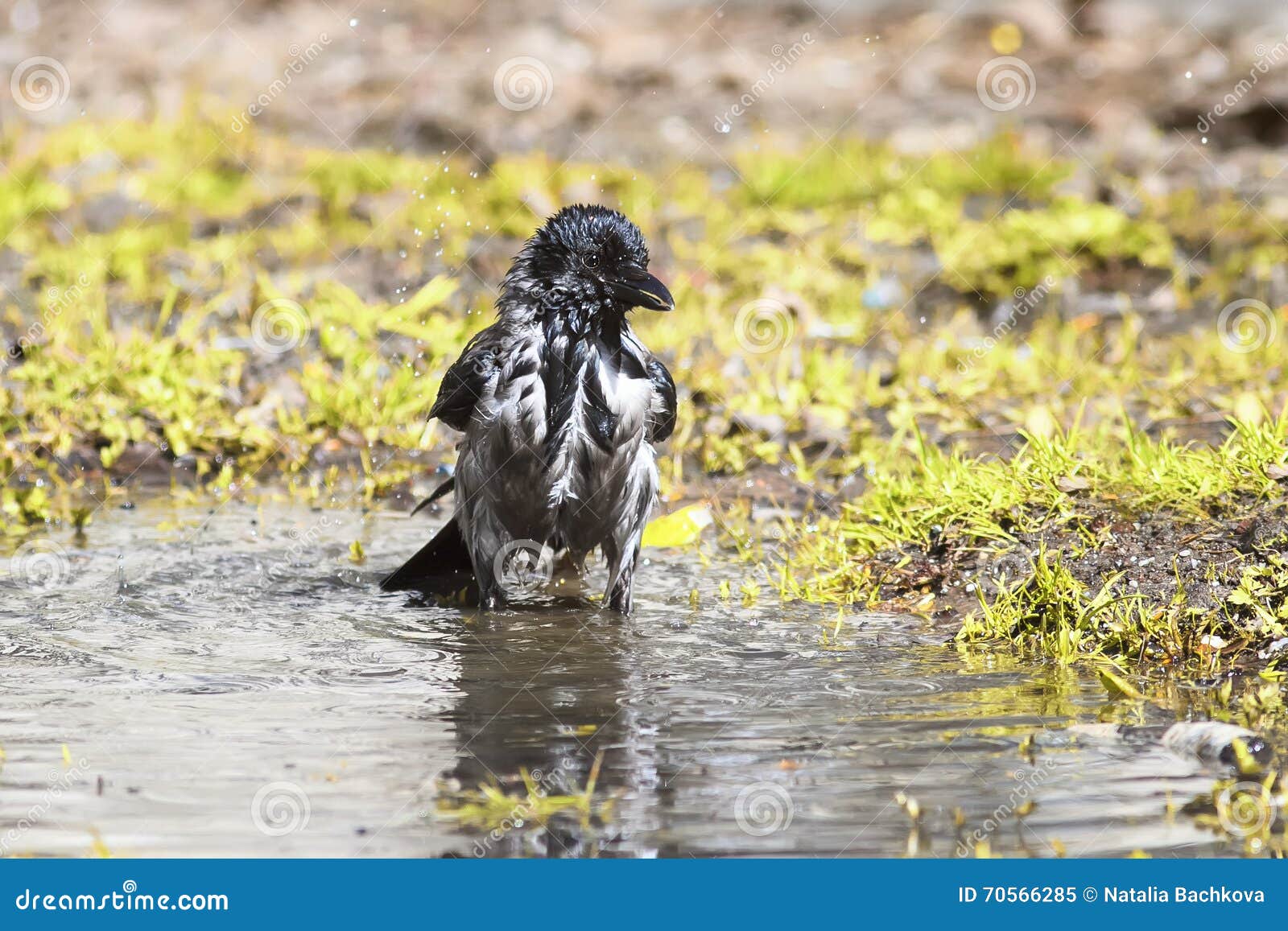 Crow Bathes in a Puddle of Water on a Bright Spring Meadow Stock Image ...