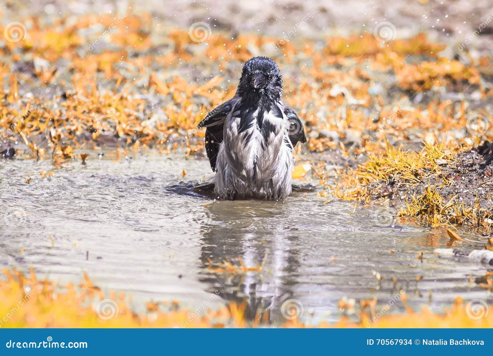 Crow Bathes Puddle Water Bright Spring Meadow Stock Photos - Free ...