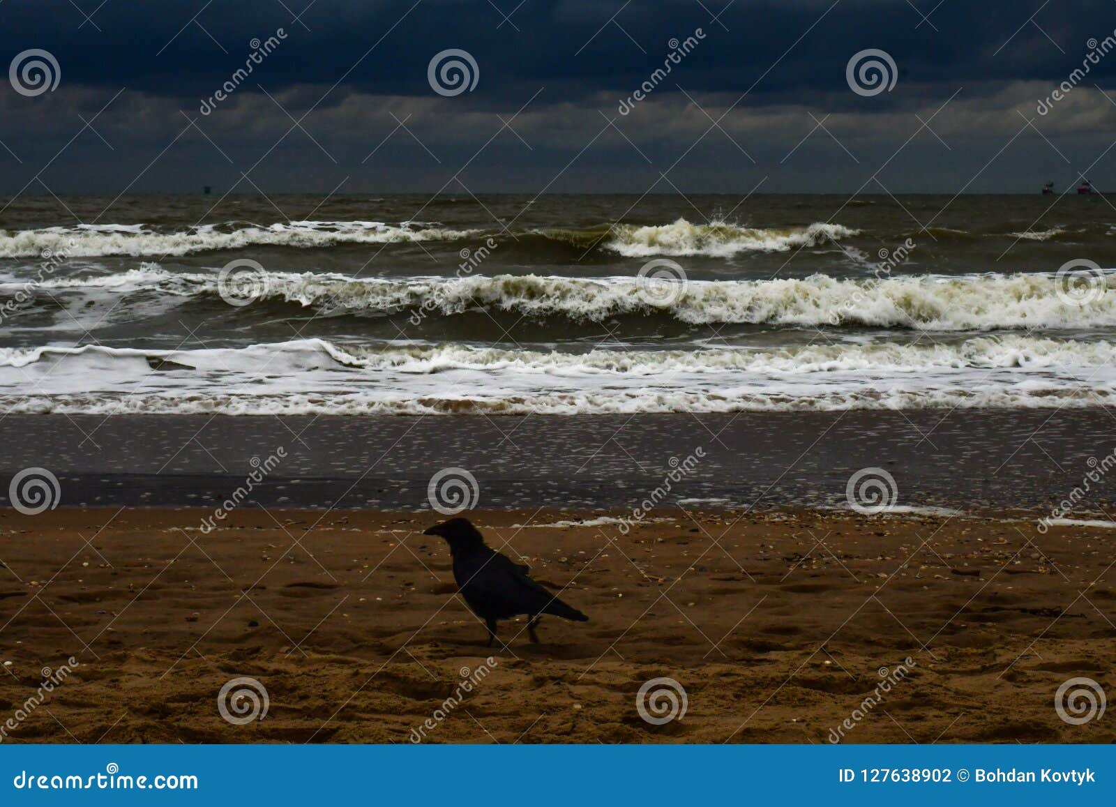 Crow on the beach stock photo. Image of black, crow - 127638902