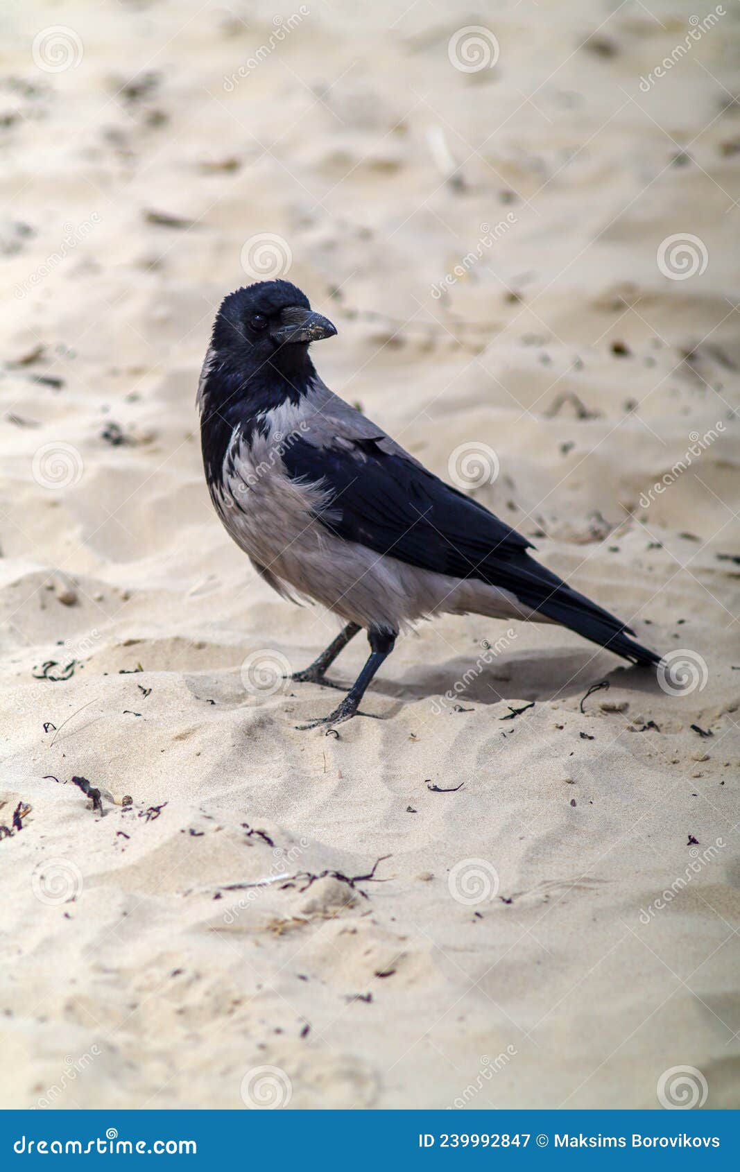 Crow on beach stock image. Image of nature, shorebird - 239992847