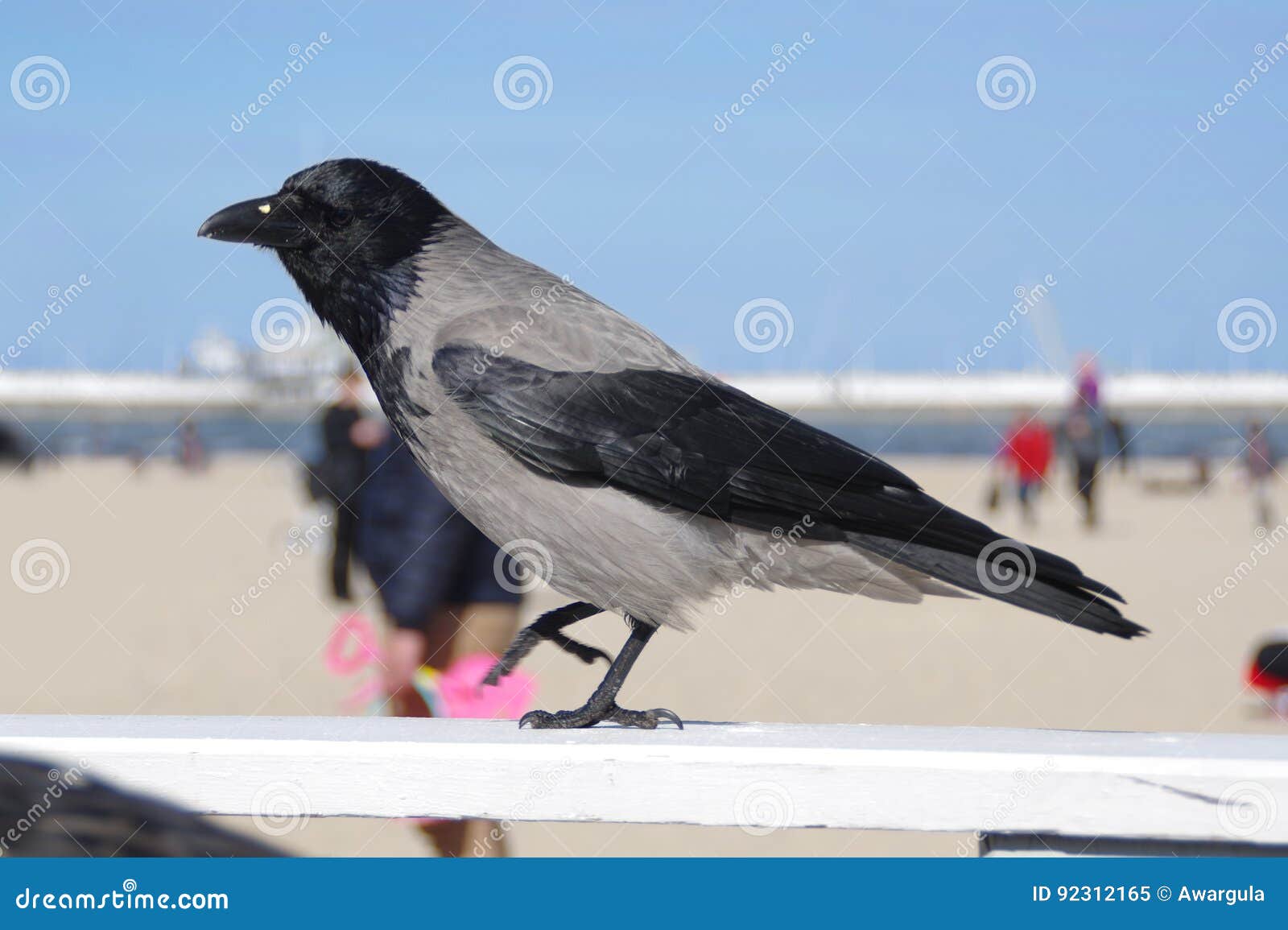 Crow on beach stock image. Image of poland, fauna, ornithology - 92312165