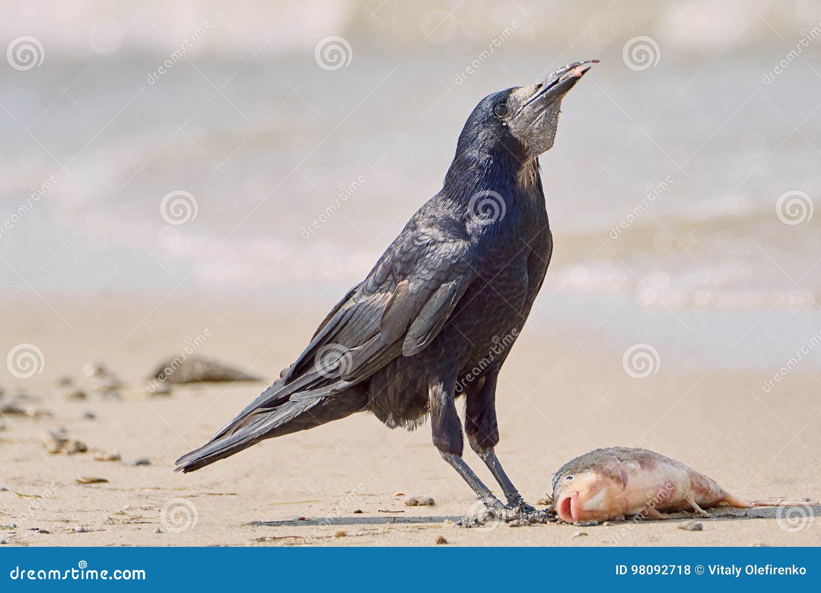 Crow on the beach stock photo. Image of sand, beak, dark - 98092718