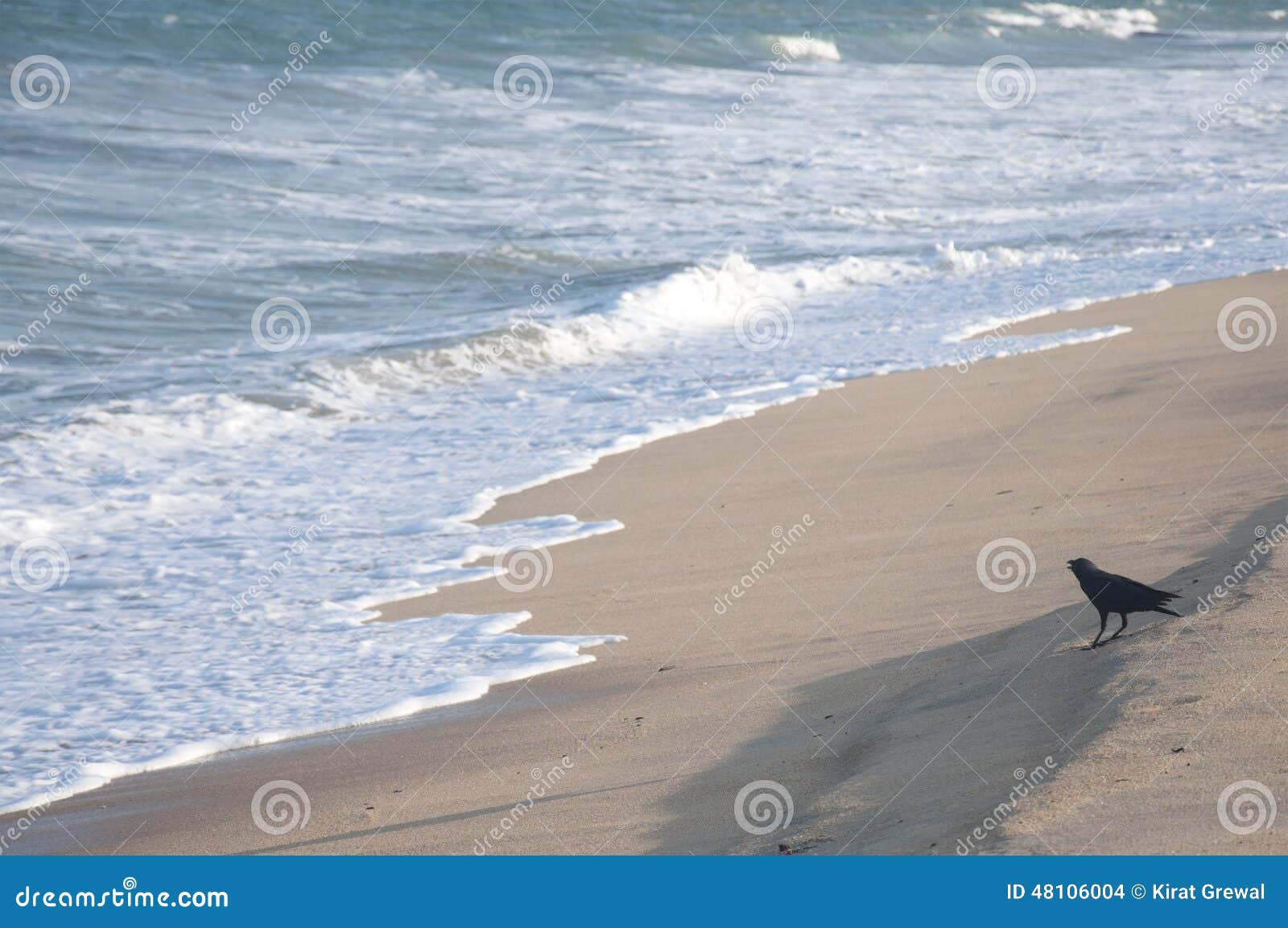 A Crow at the Beach stock photo. Image of attack, arugam - 48106004