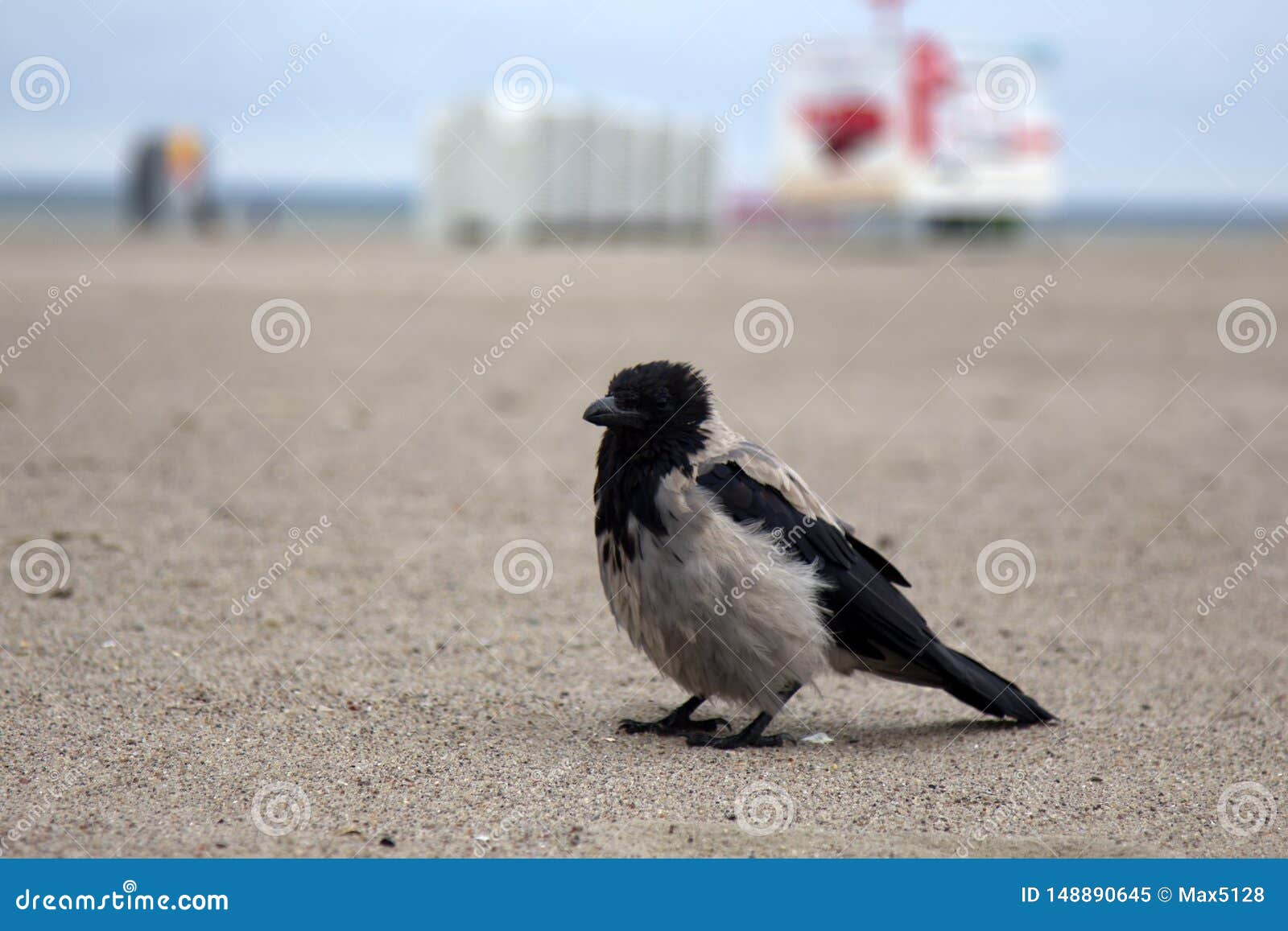 Crow on the beach stock image. Image of creature, flight - 148890645
