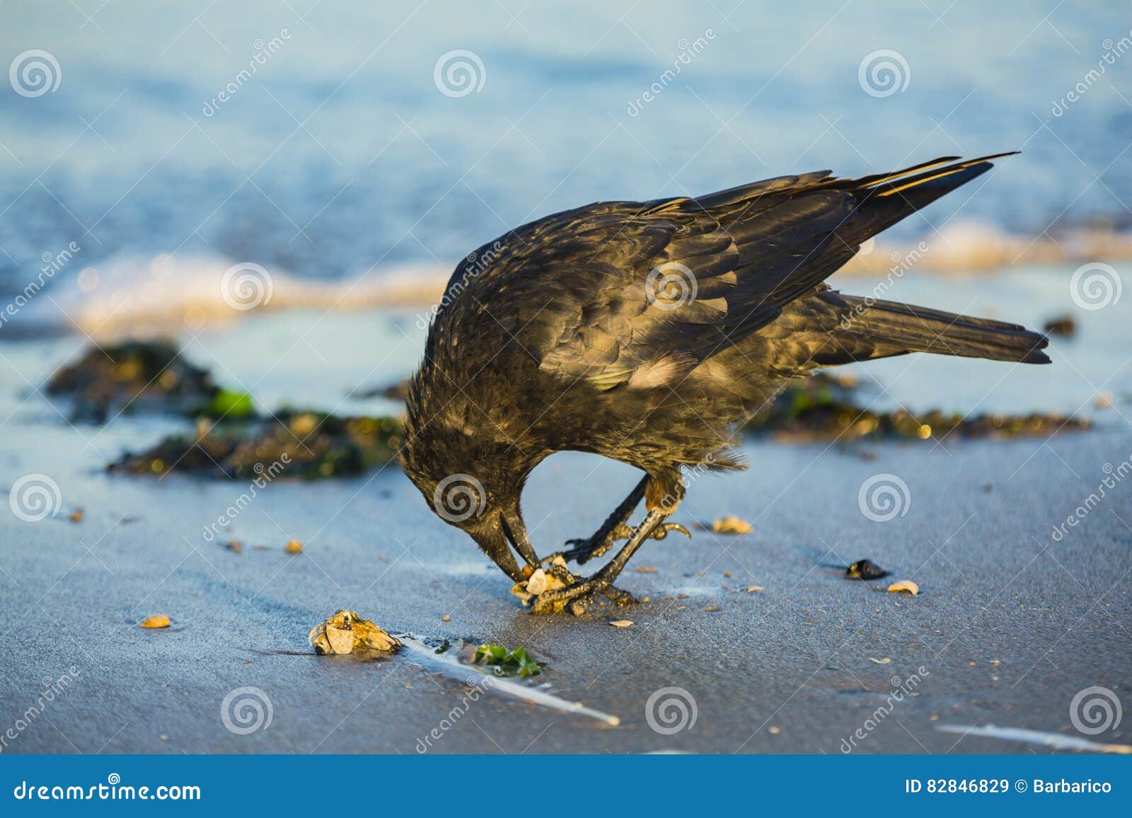 A crow on the beach stock image. Image of animal, western - 82846829