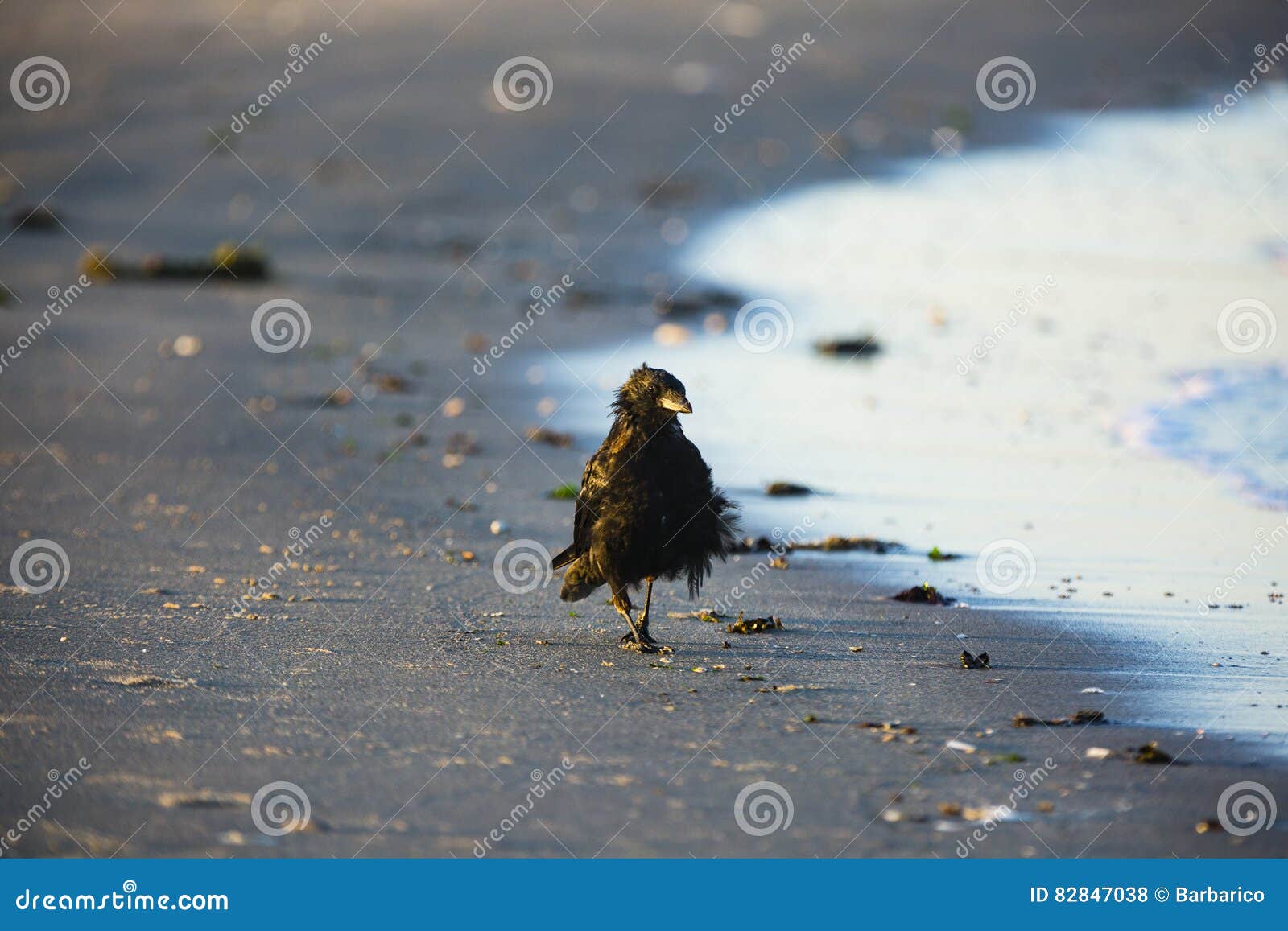 A crow on the beach stock photo. Image of fauna, animal - 82847038