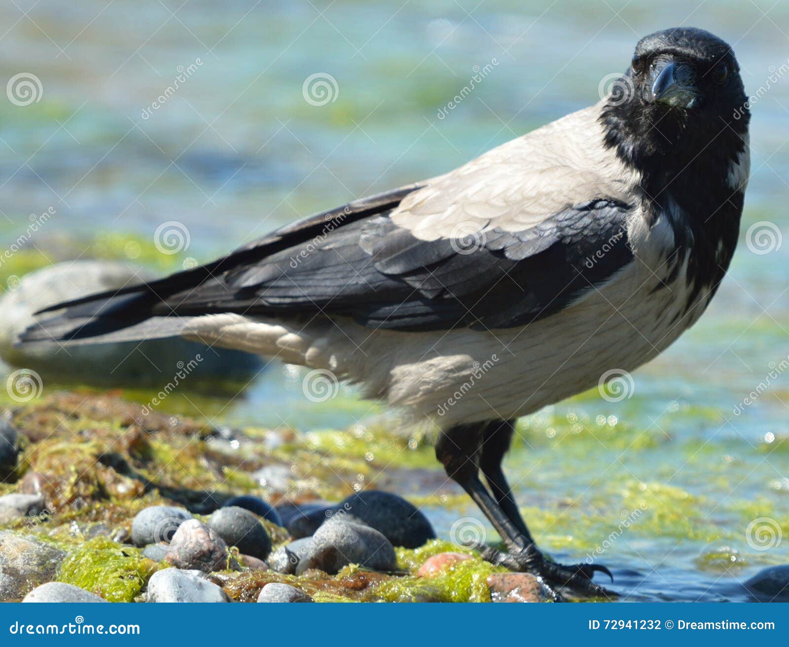 Crow stock photo. Image of beach, crow, organism, blackbird - 72941232