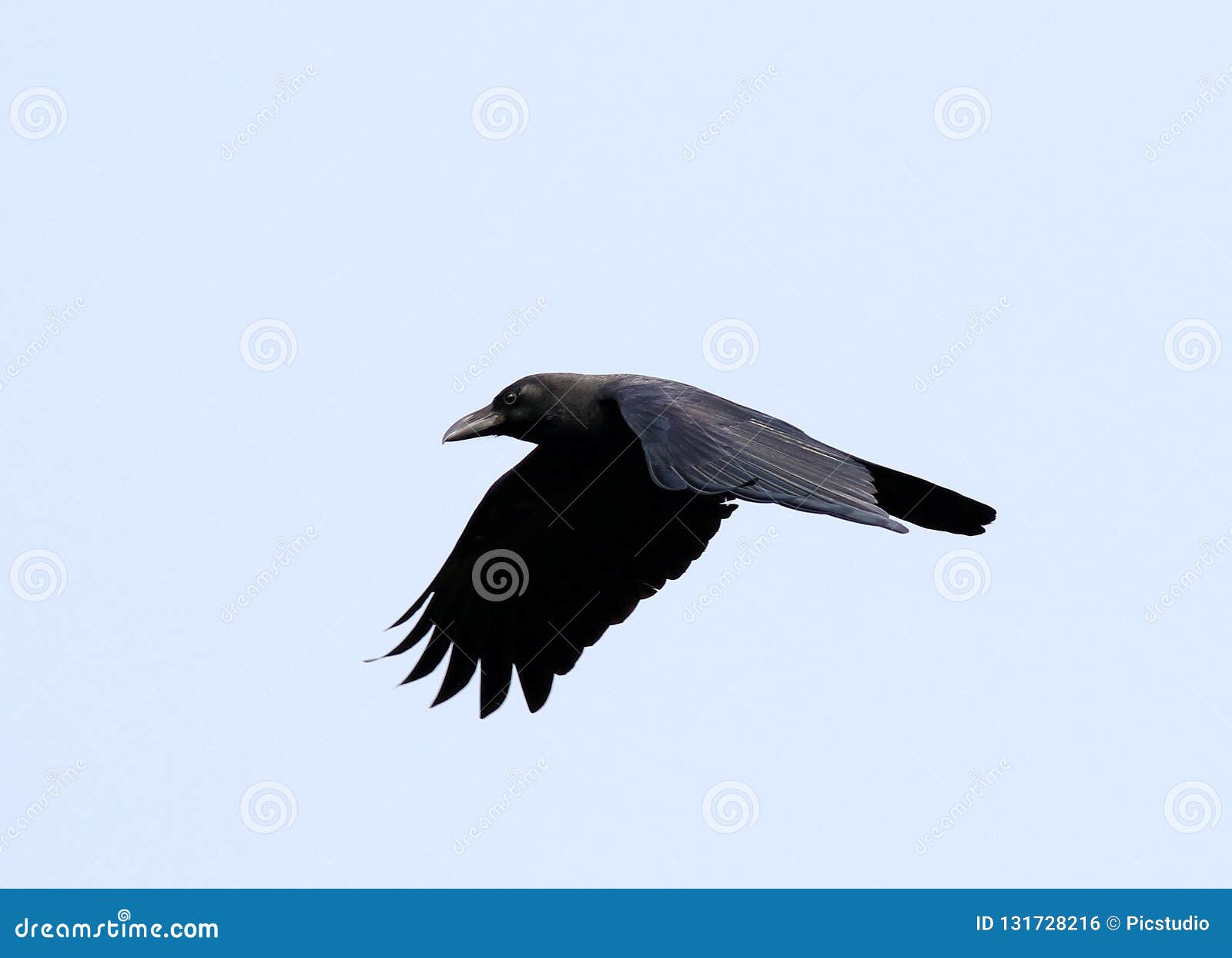 Crow stock photo. Image of crow, flight, avian, shot - 131728216