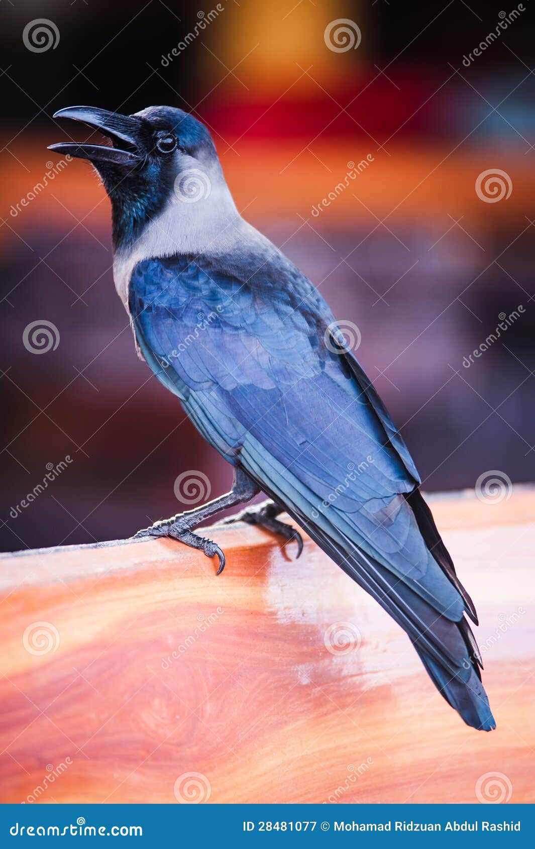 Crow on bench stock image. Image of bird, chair, animals - 28481077