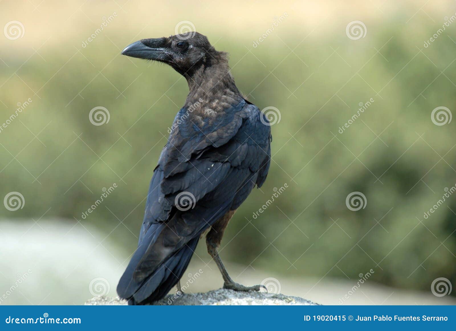 Crow bird stock image. Image of natural, wildlife, wing - 19020415