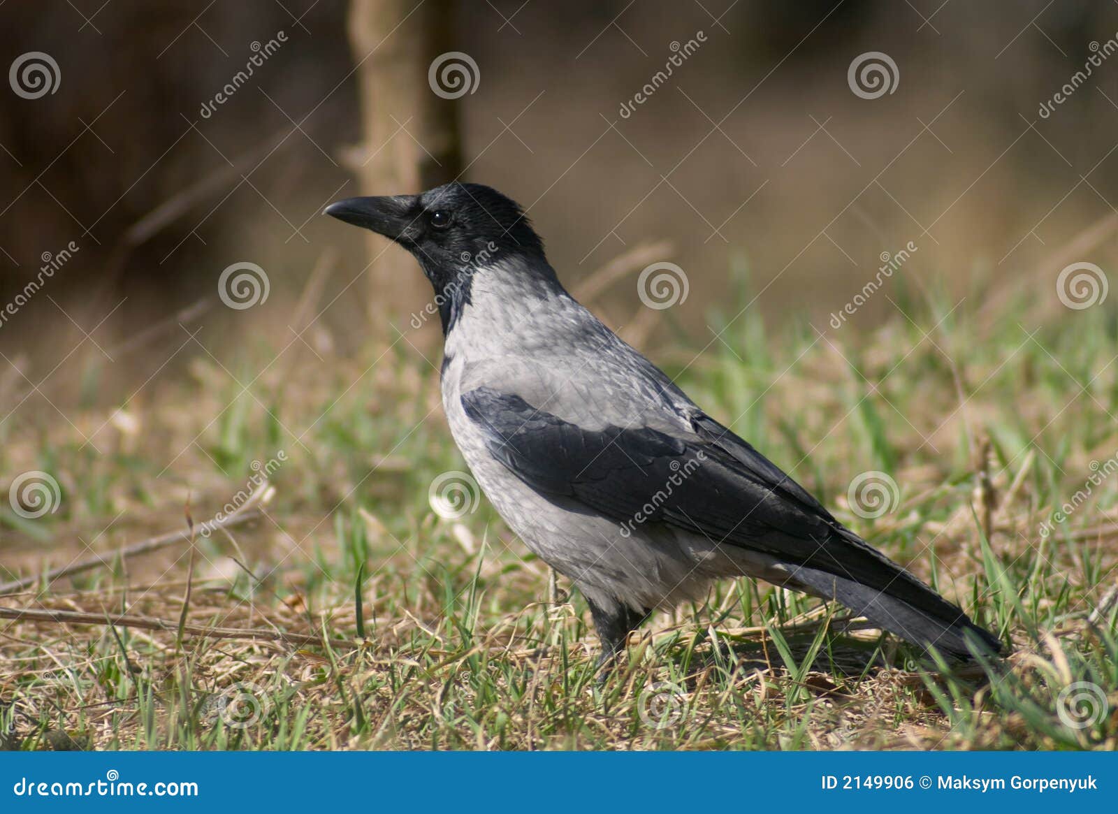 Crow bird stock photo. Image of crow, grass, wildlife - 2149906