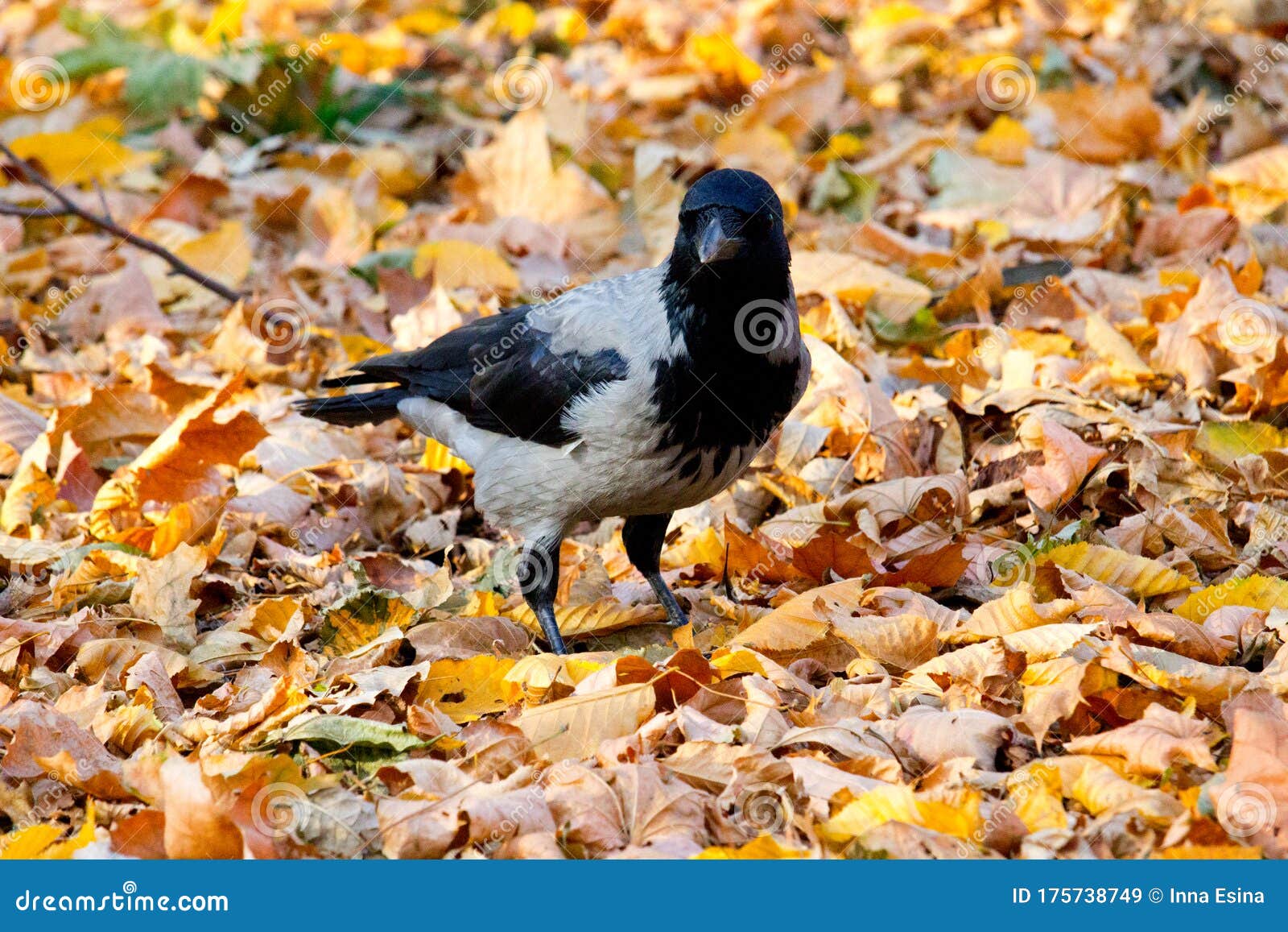 Crow bird stock image. Image of gray, animal, birds - 175738749