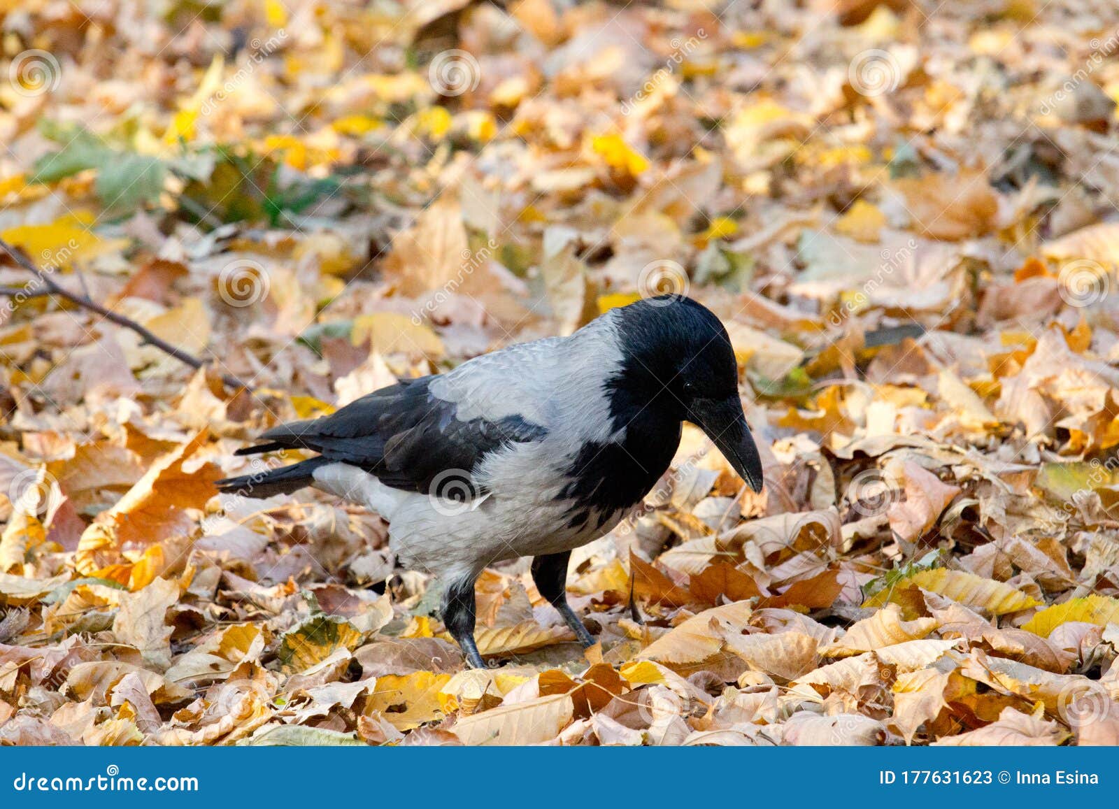 Crow bird stock image. Image of beak, raven, cawing - 177631623