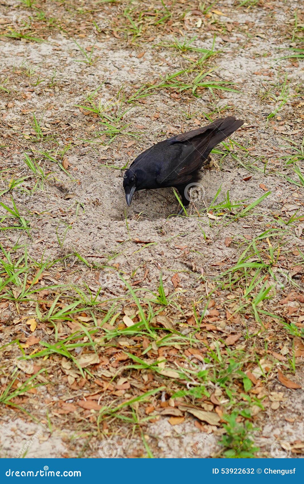 Crow Bird is Digging a Hole Stock Photo - Image of bird, corax: 53922632