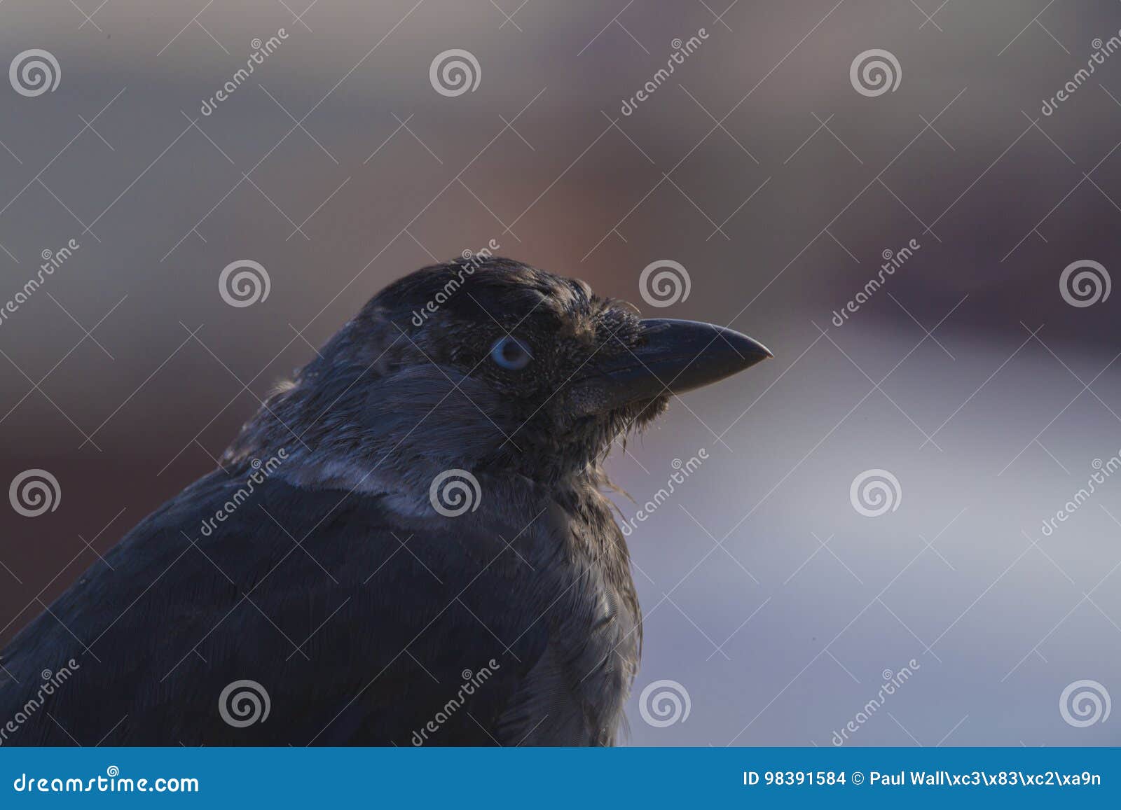 Crow bird with expression stock photo. Image of space - 98391584