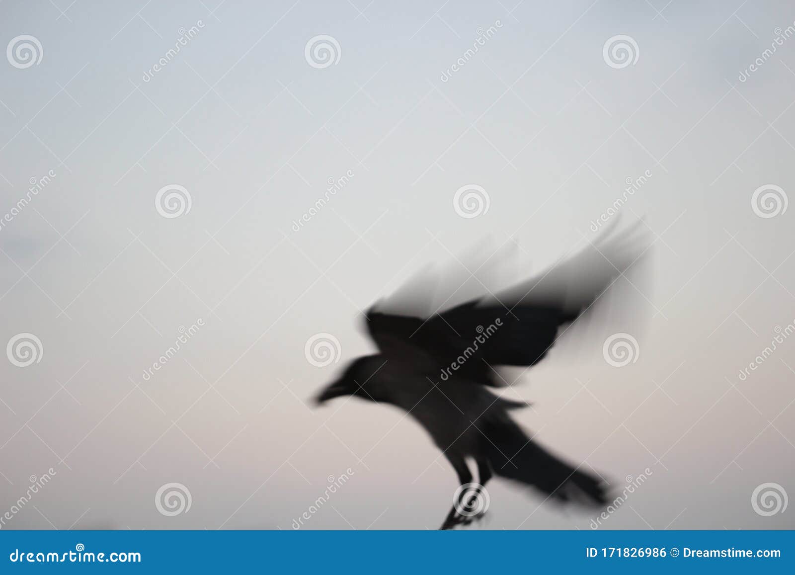 The crow flies away stock photo. Image of freedom, birds - 171826986